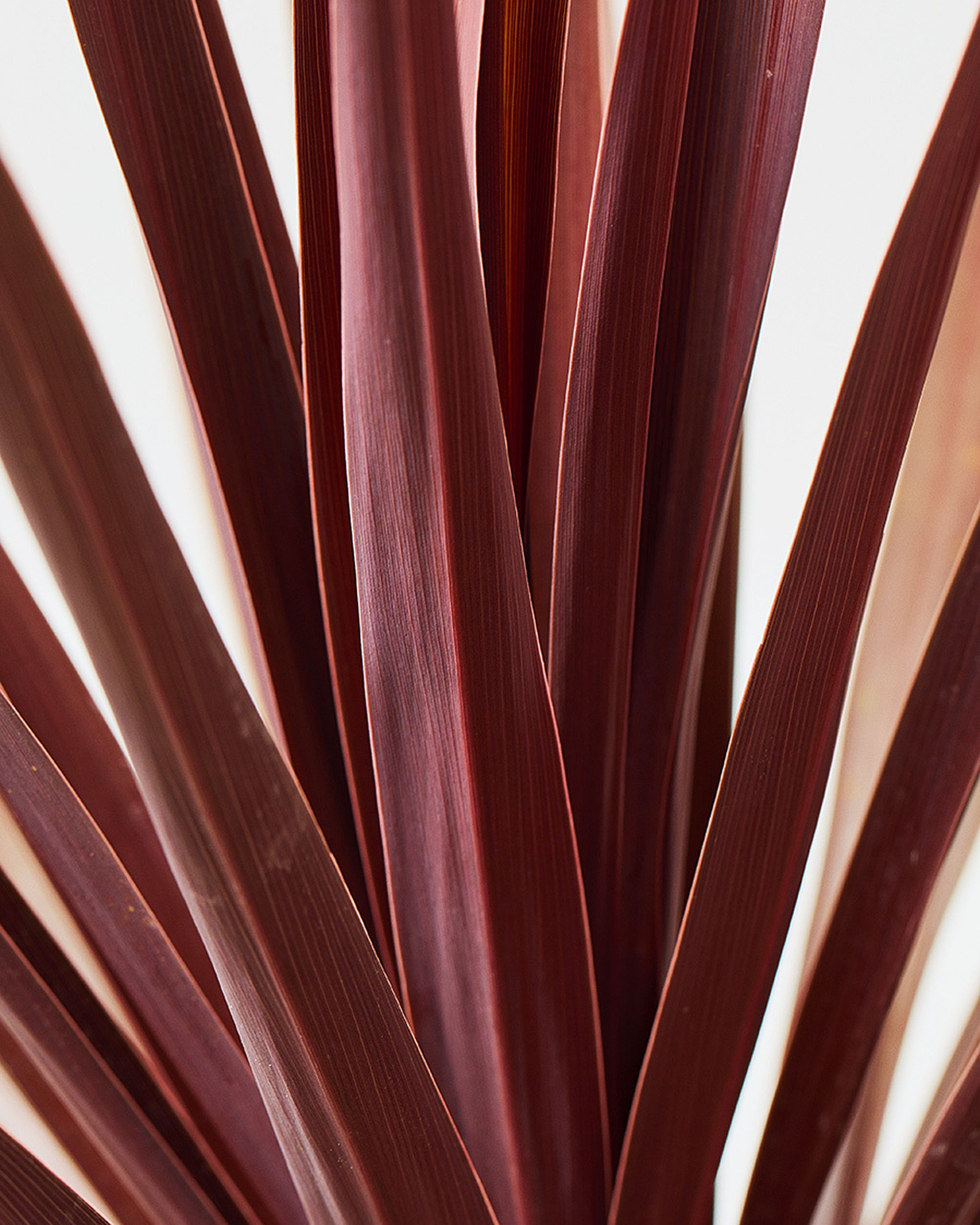 Red Cordyline | Cordyline Australis | The Stem