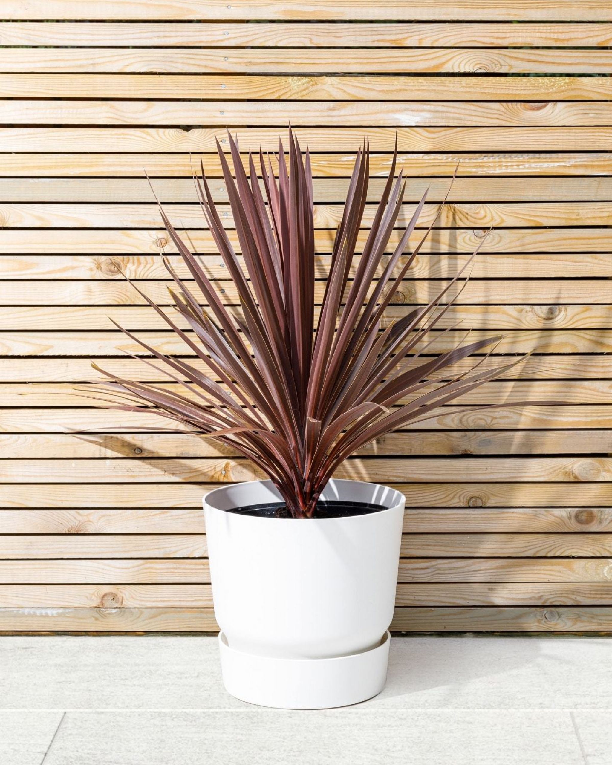 Red Cordyline | Cordyline Australis | Outdoor & Balcony Plants ...