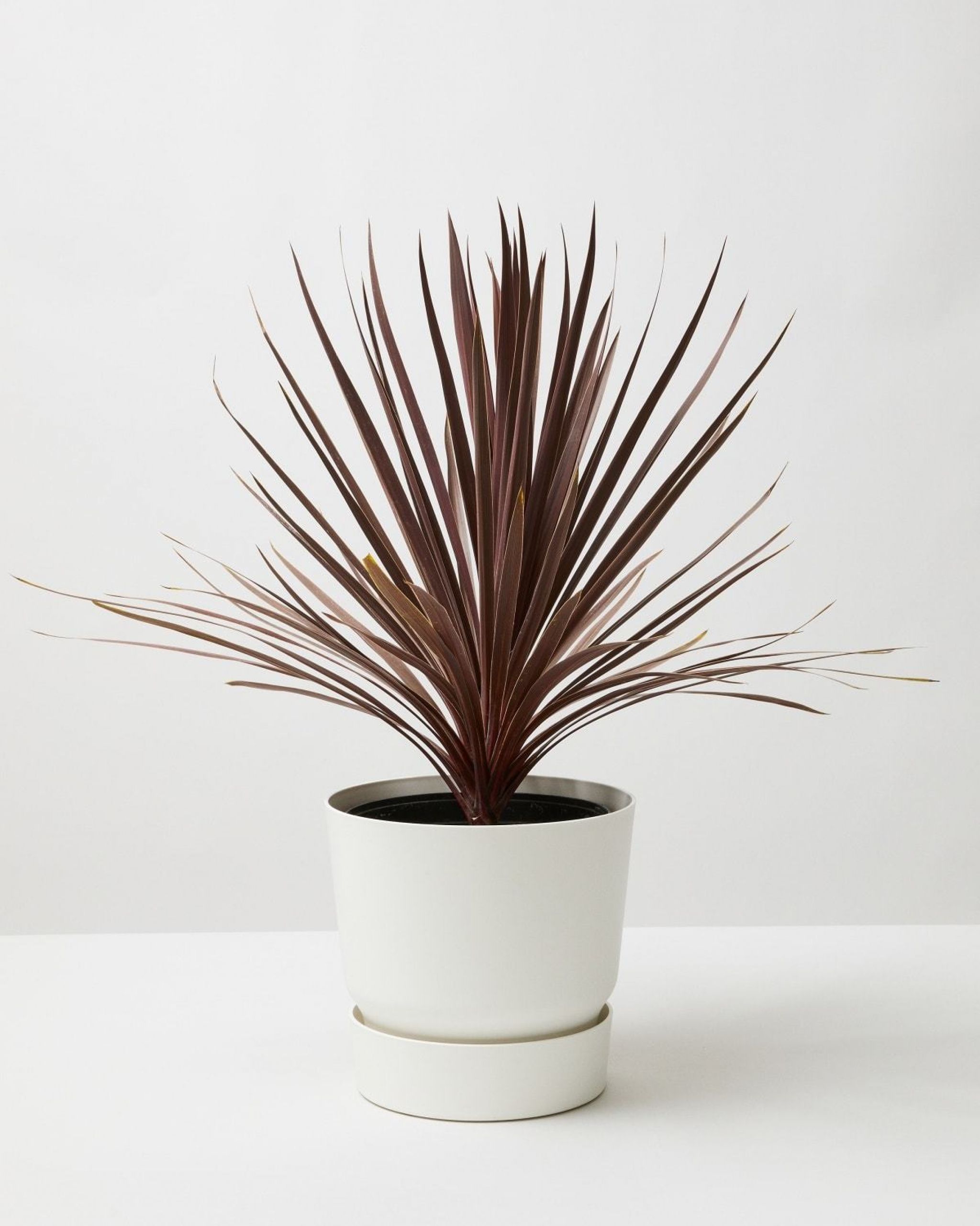 Red Cordyline | Cordyline Australis | Outdoor & Balcony Plants ...