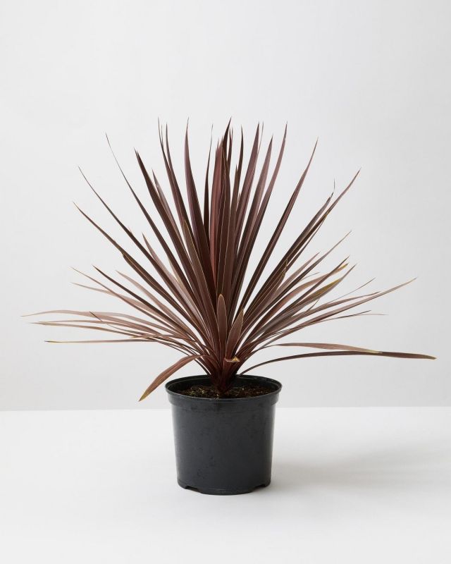 Red Cordyline | Cordyline Australis | Outdoor & Balcony Plants ...