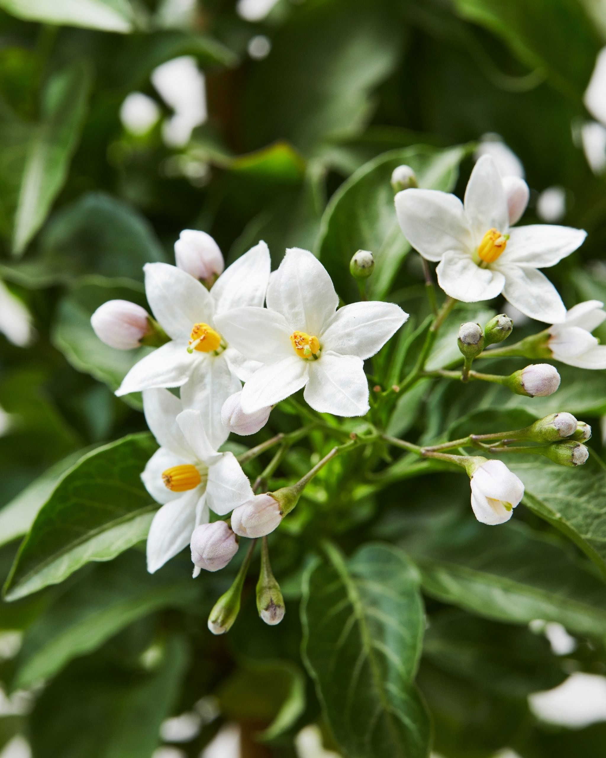 Potato Vine | Outdoor & Balcony Plants Delivered | Solanum laxum 'Album'
