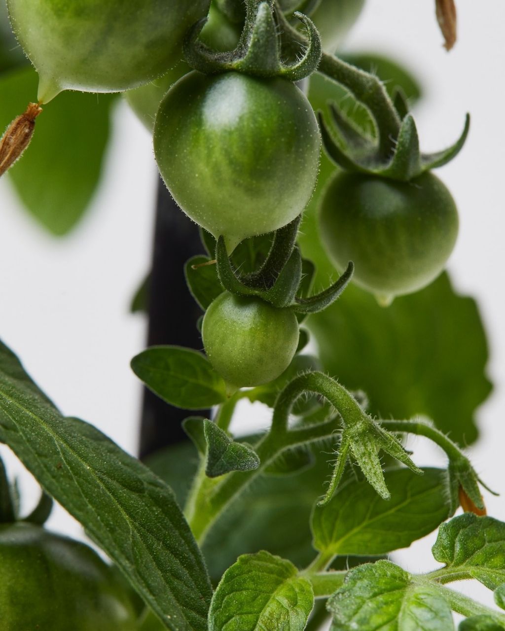 Tomato Plant