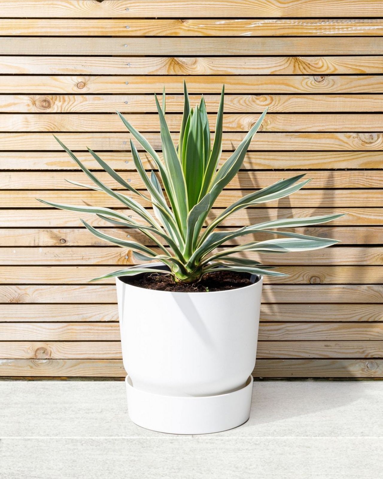 Yucca Gloriosa | Spanish Dagger | Outdoor & Balcony Plants Delivered ...