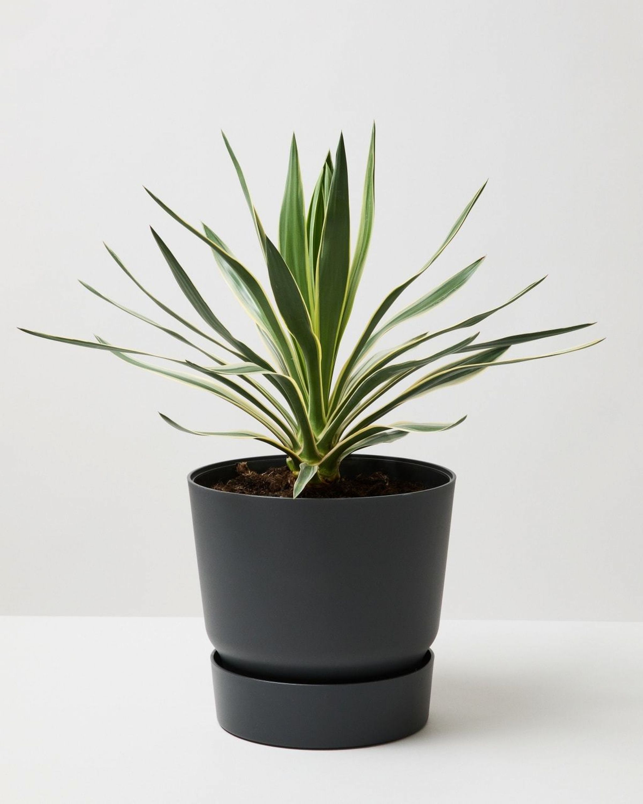 Yucca Gloriosa | Spanish Dagger | Outdoor & Balcony Plants Delivered ...