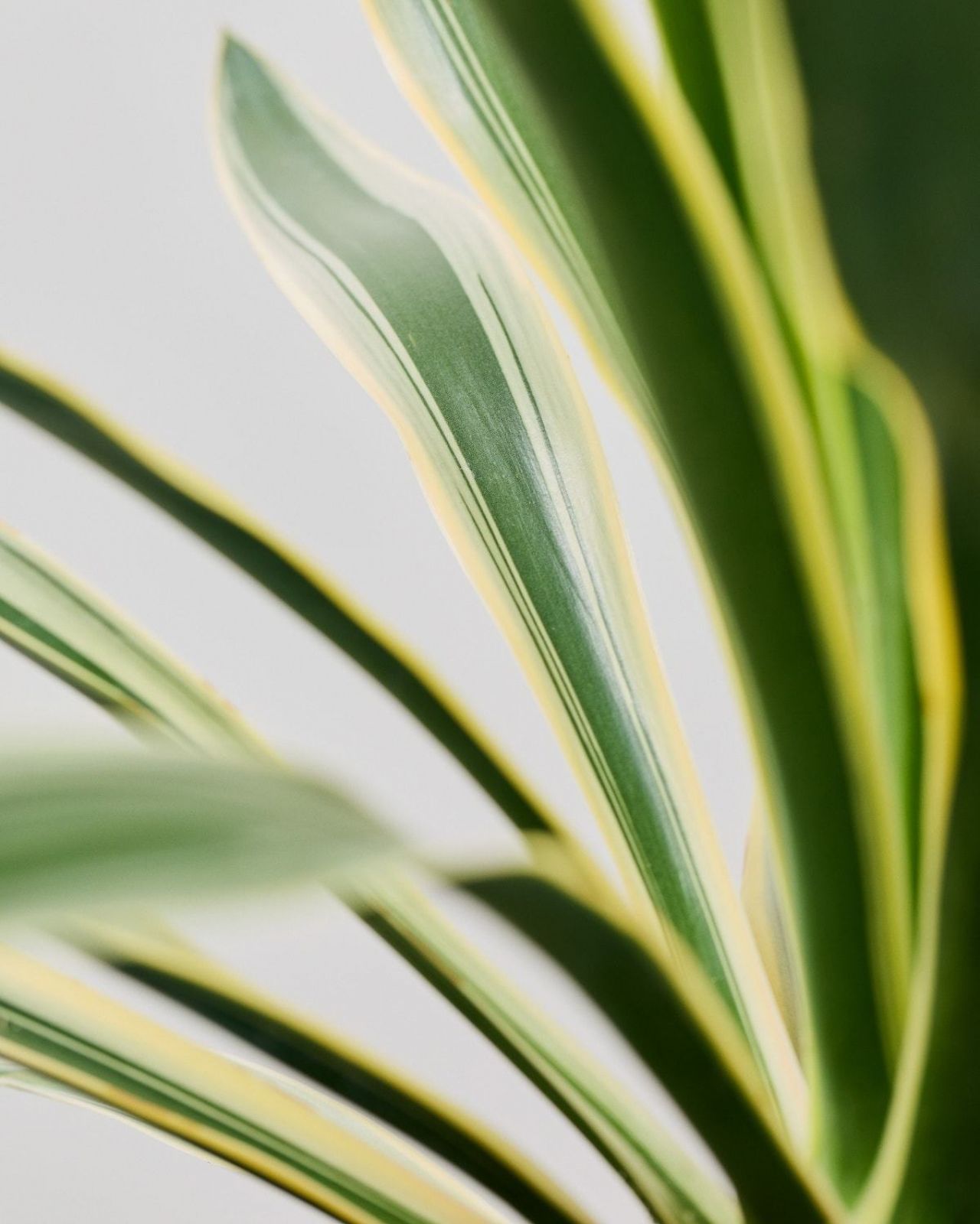 Yucca Gloriosa | Spanish Dagger | Outdoor & Balcony Plants Delivered ...