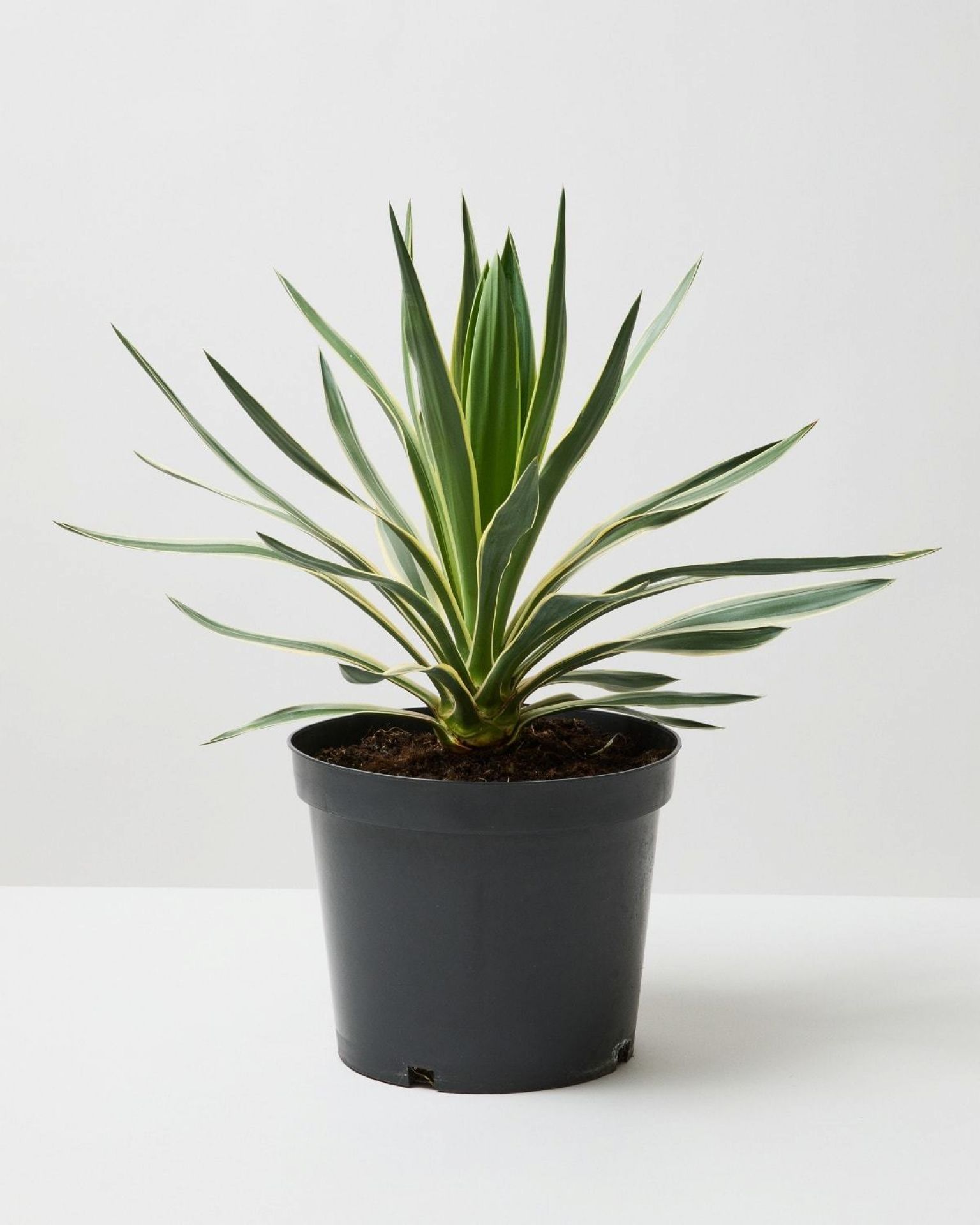 Yucca Gloriosa | Spanish Dagger | Outdoor & Balcony Plants Delivered ...
