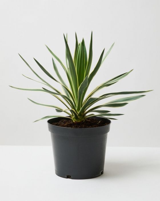 Yucca Gloriosa | Spanish Dagger | Outdoor & Balcony Plants Delivered ...
