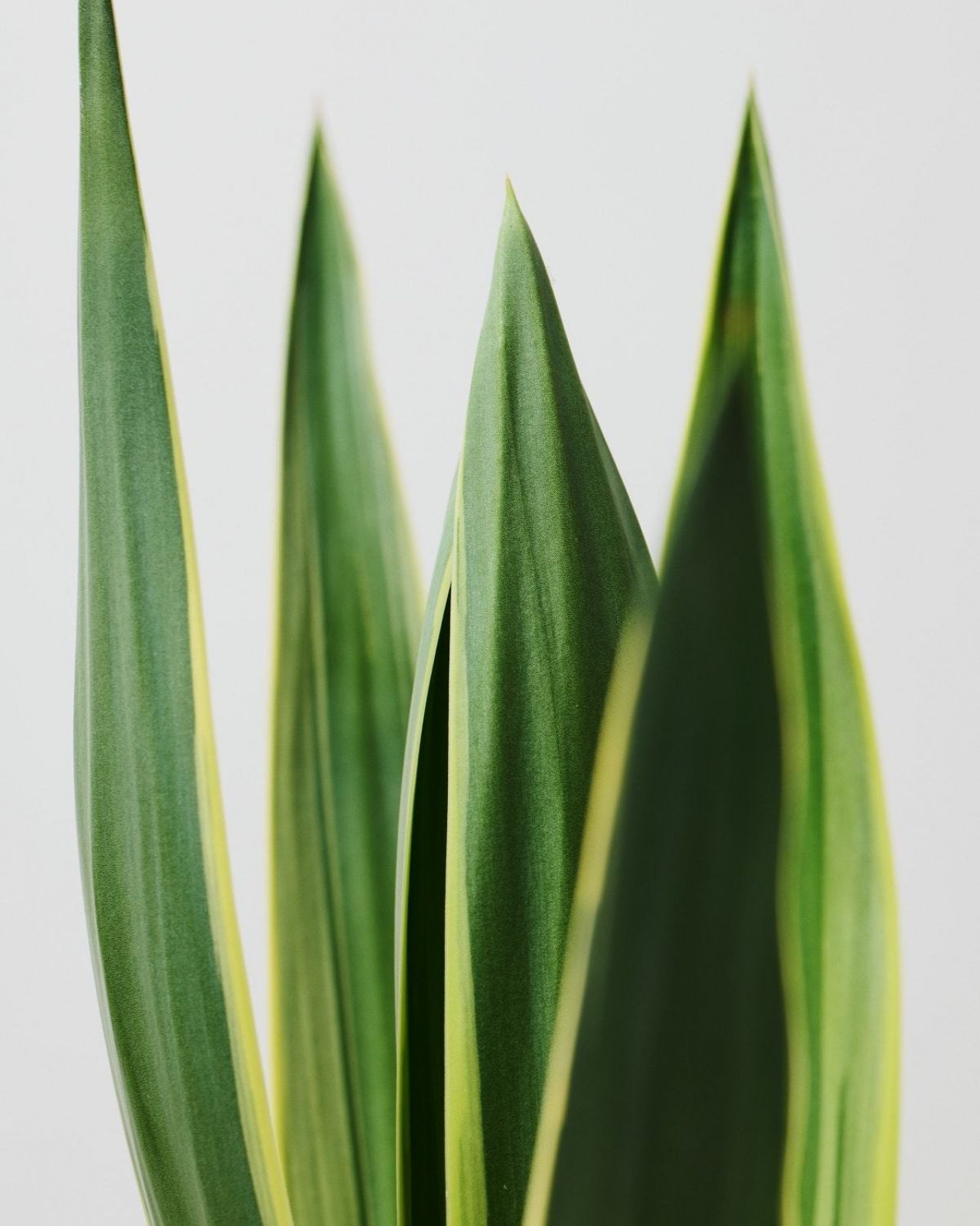 Yucca Gloriosa | Spanish Dagger | Outdoor & Balcony Plants Delivered ...