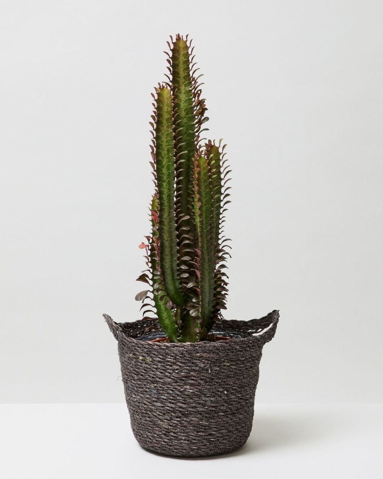 African Milk Tree | Euphorbia Trigona 'Rubra' | The Stem