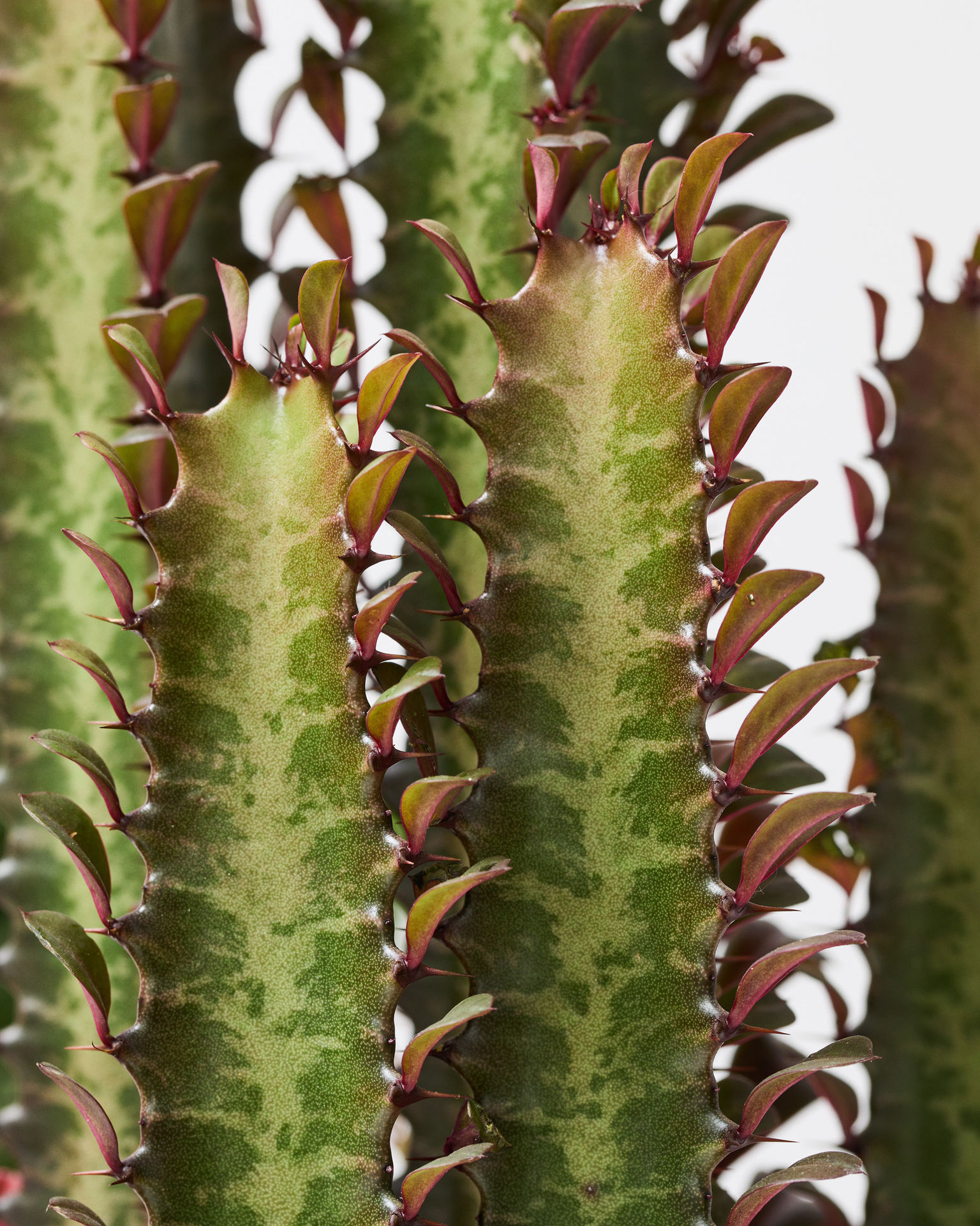 African Milk Tree | Euphorbia Trigona 'Rubra' | The Stem