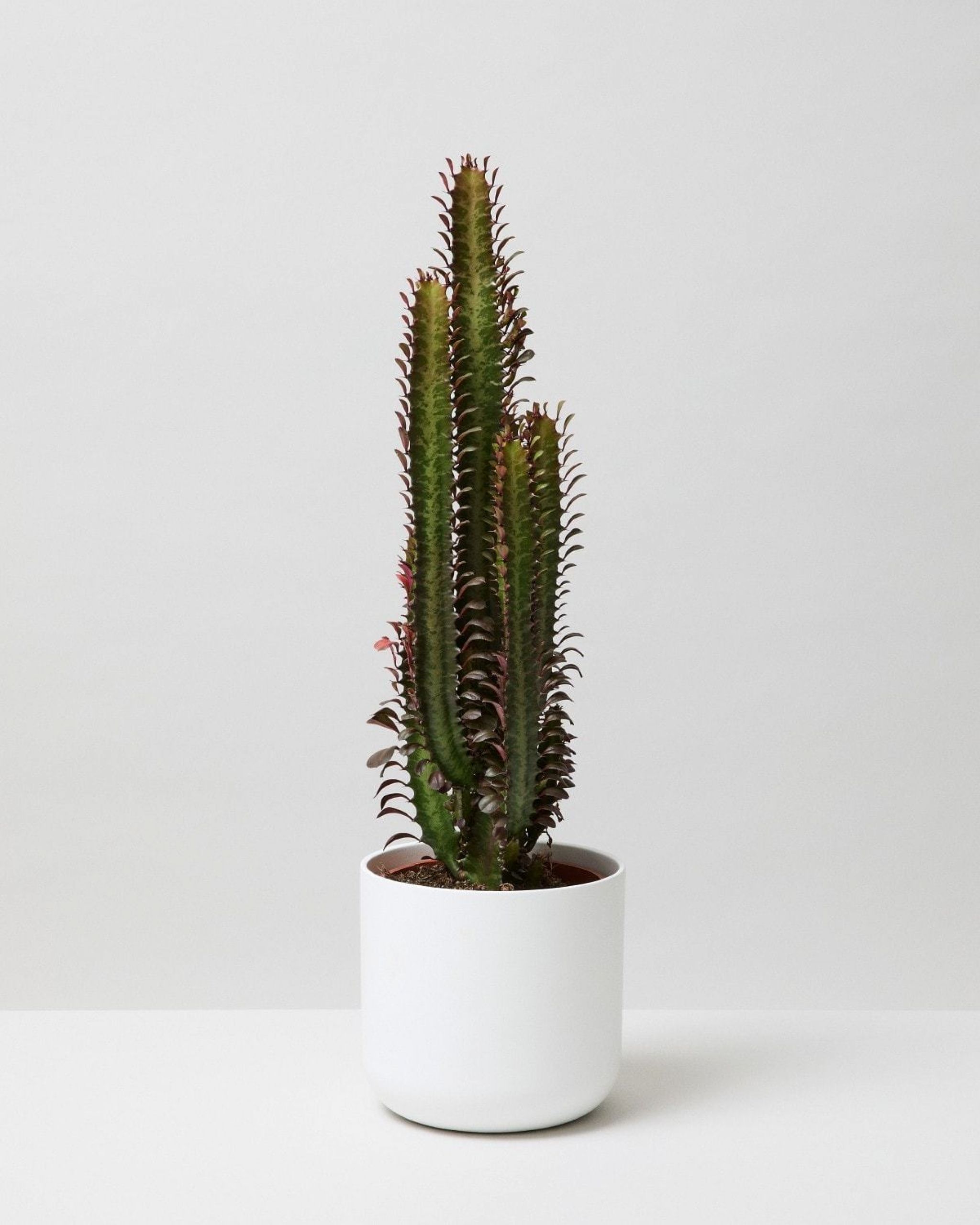 African Milk Tree | Euphorbia Trigona | Indoor Plants & Houseplants ...