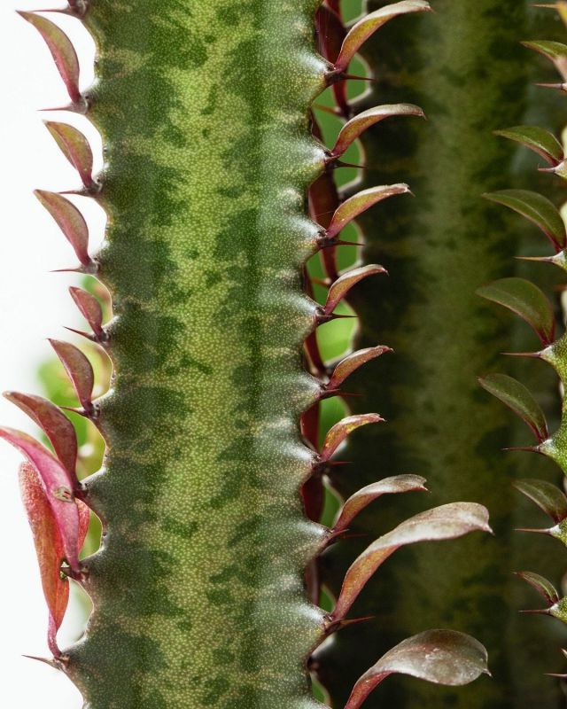 African Milk Tree | Euphorbia Trigona | Indoor Plants & Houseplants ...