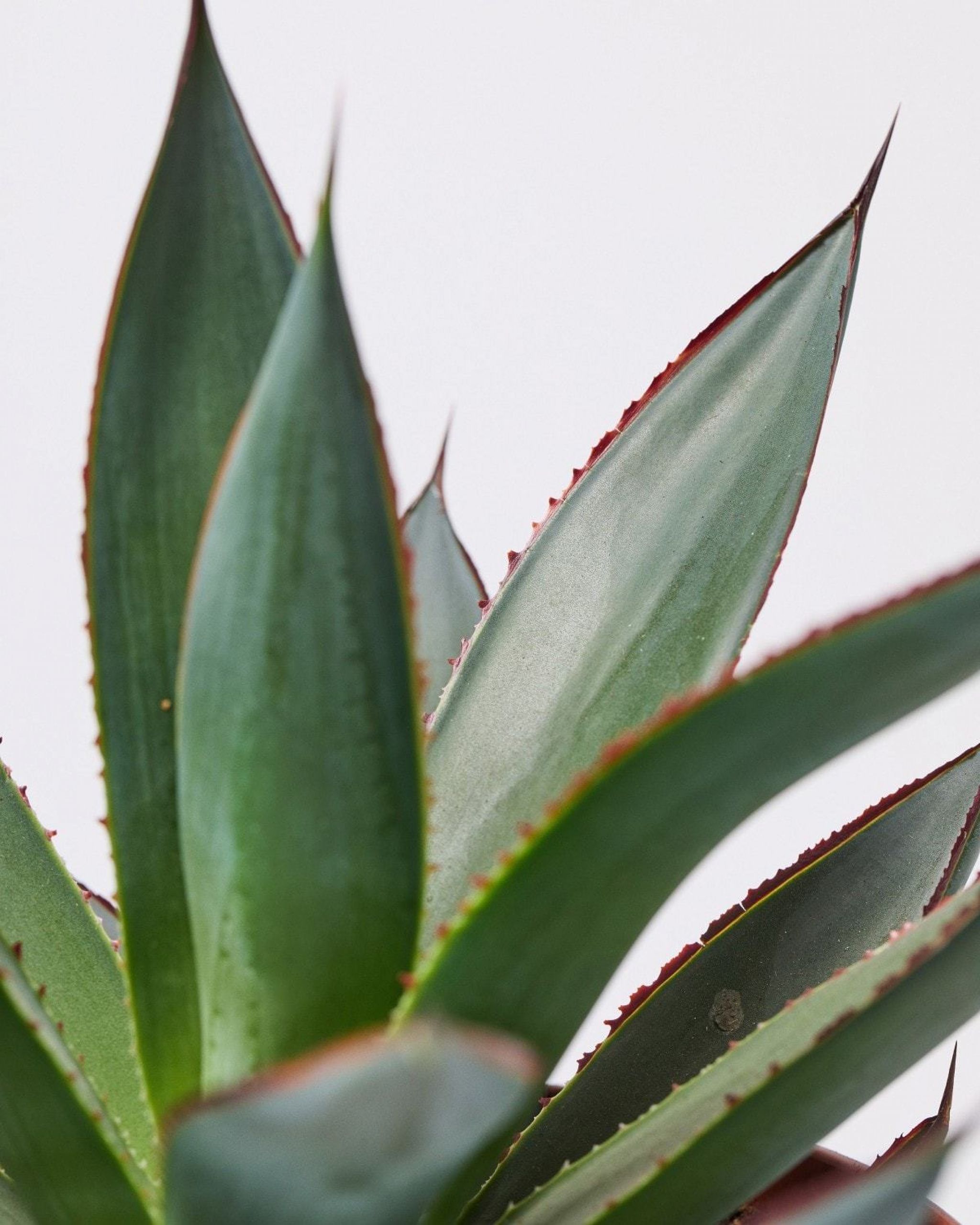 Agave Shaka Zulu | Indoor Plants & Houseplants | The Stem