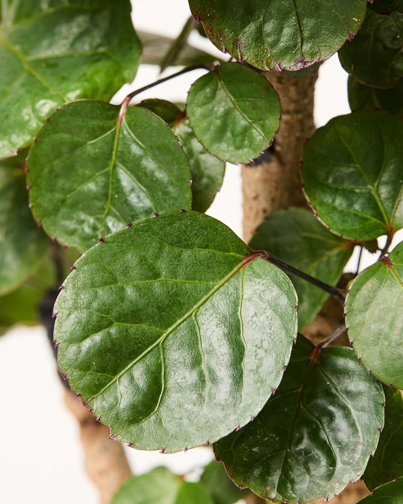 Polyscias Fabian | Aralia Fabian | The Stem