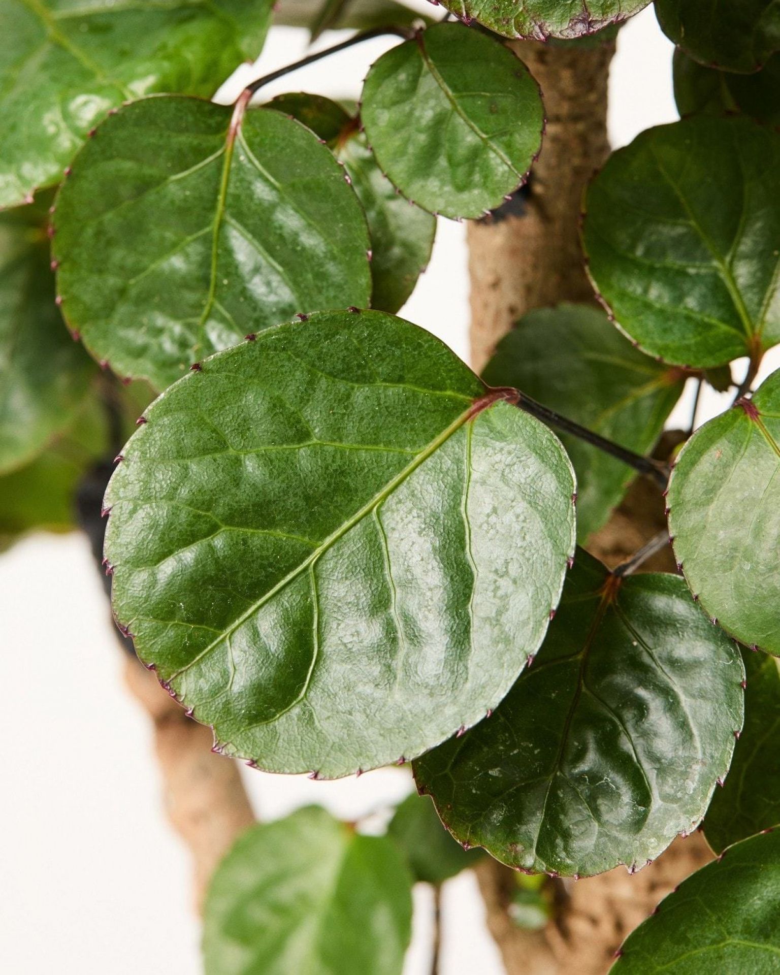 Polyscias Fabian | Aralia Fabian | Indoor Trees | Indoor Plants ...