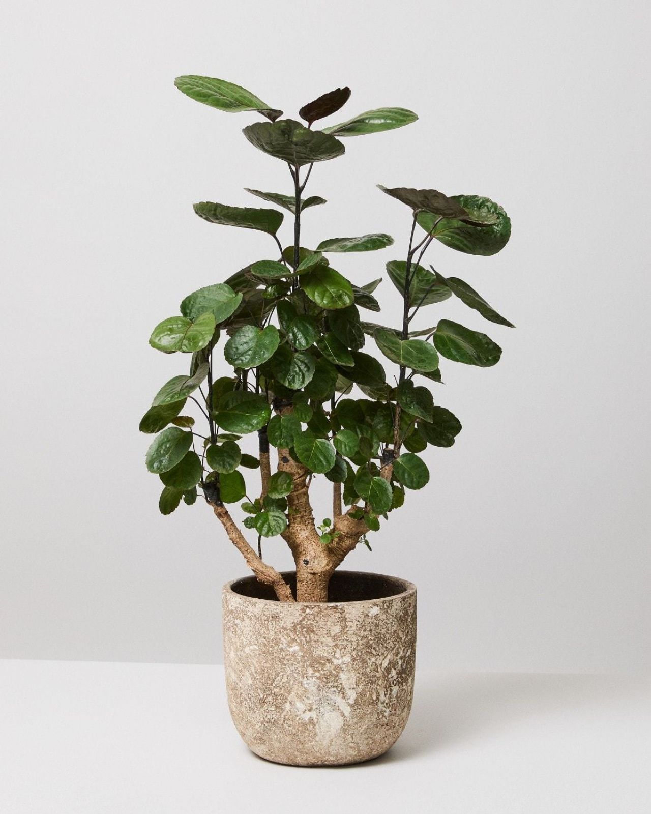 Polyscias Fabian | Aralia Fabian | Indoor Trees | Indoor Plants ...