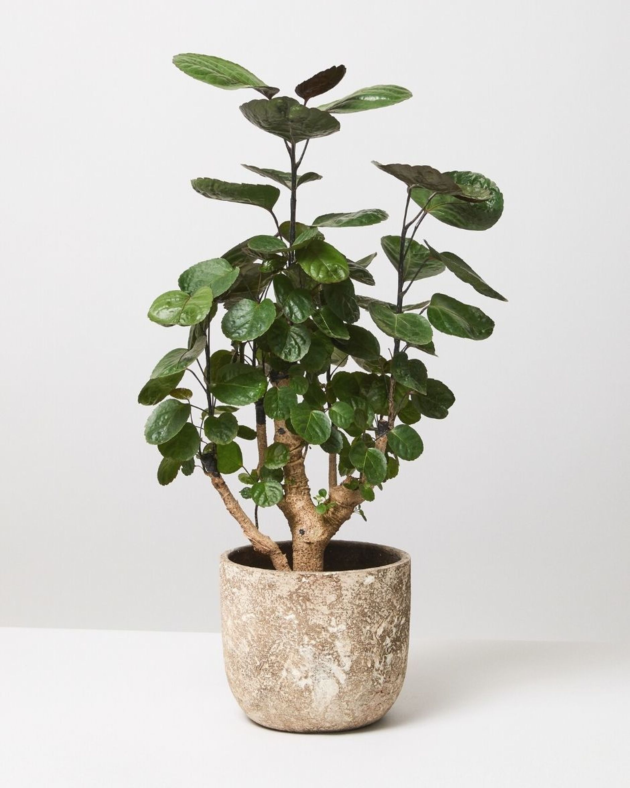 Polyscias Fabian | Aralia Fabian | The Stem