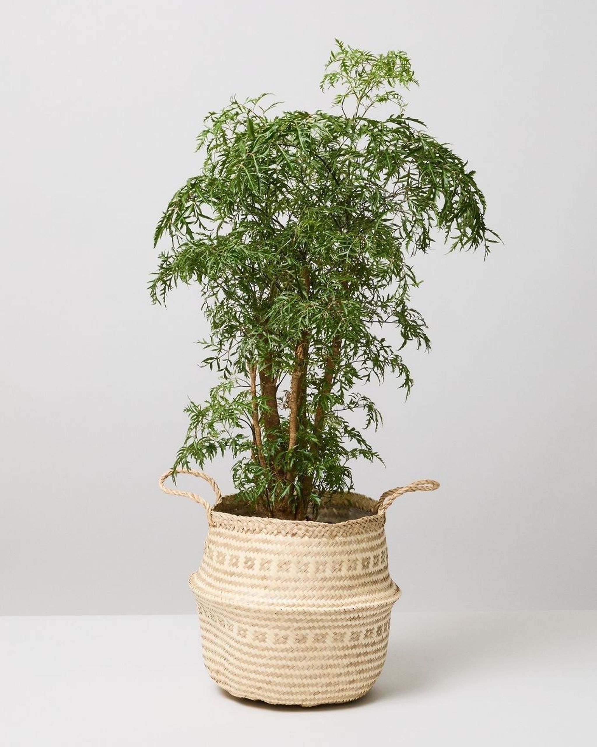 Aralia Ming | Polyscias Ming | The Stem