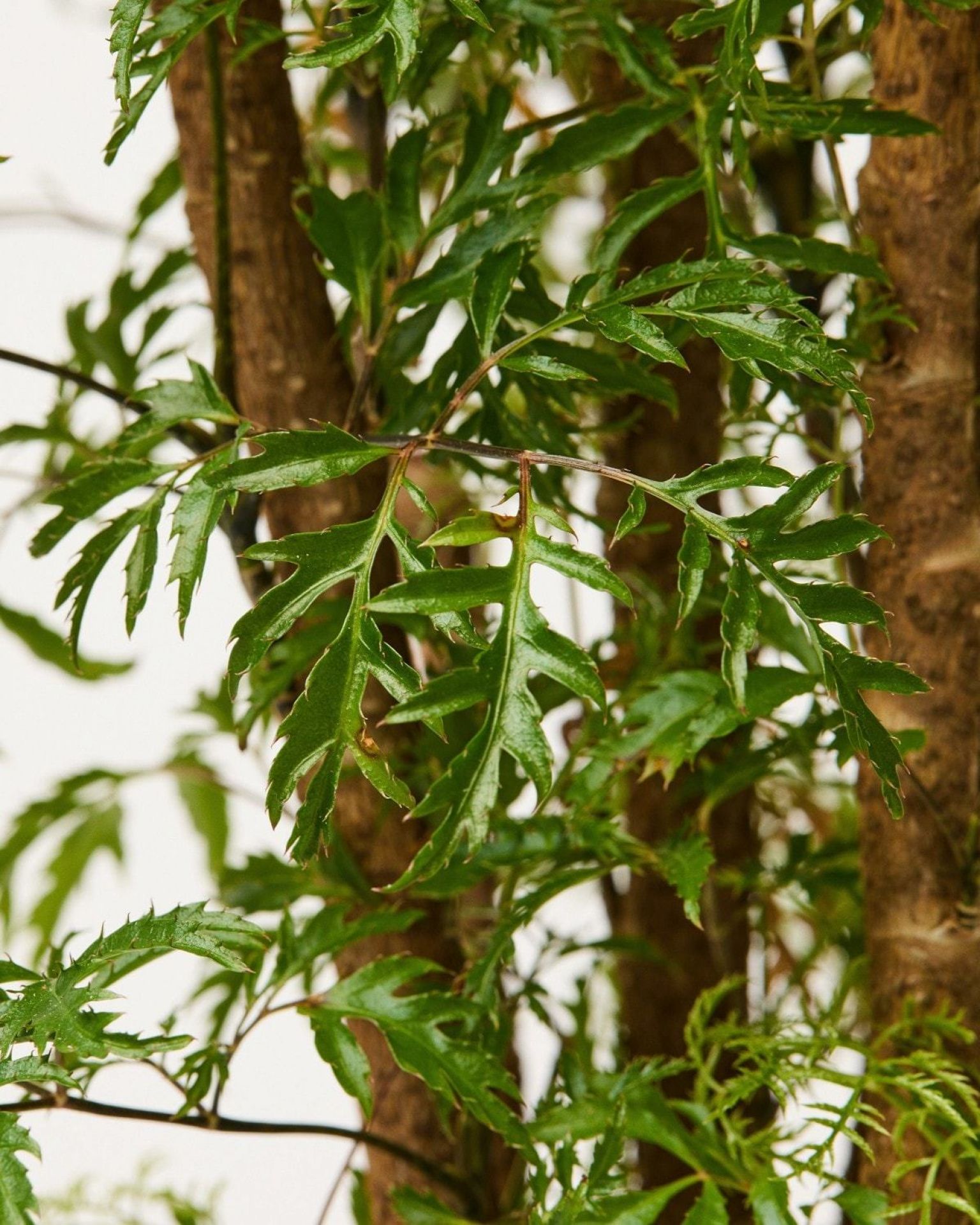 Aralia Ming | Polyscias Ming | Indoor Tree | Indoor Plants ...