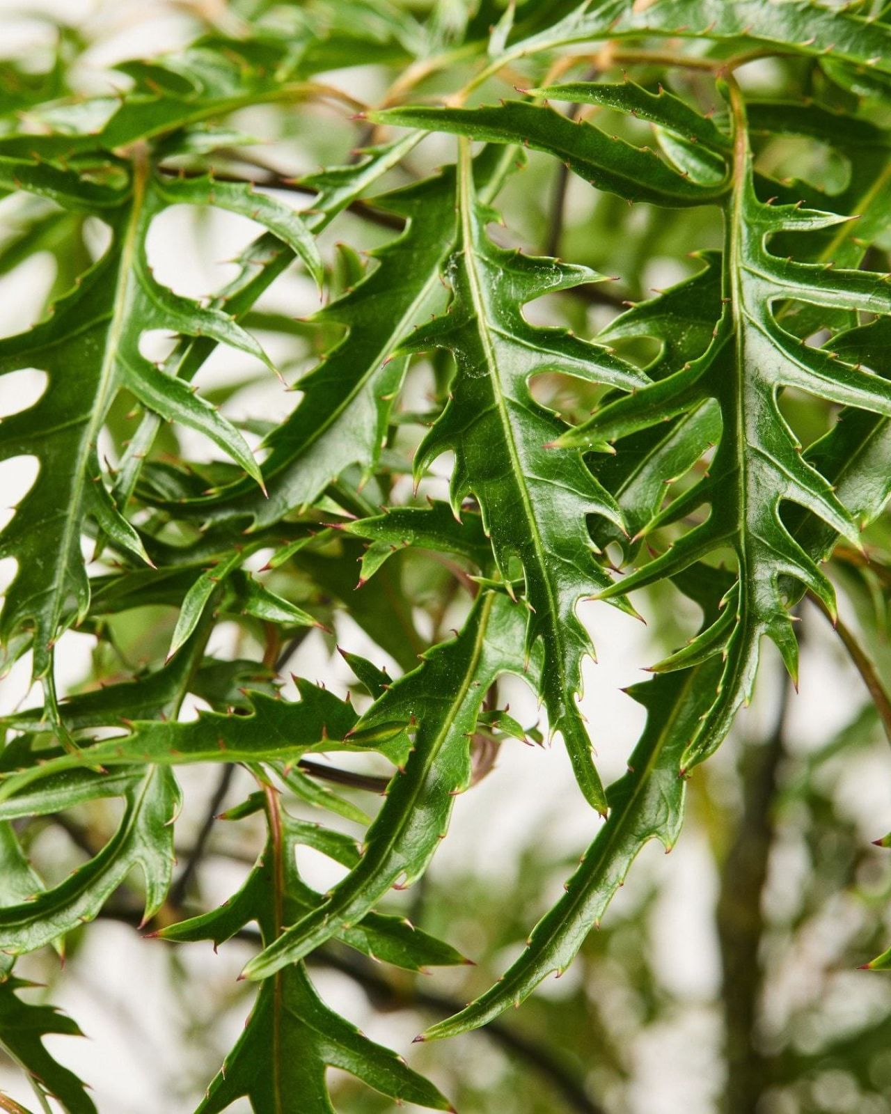 Aralia Ming | Polyscias Ming | Indoor Tree | Indoor Plants ...