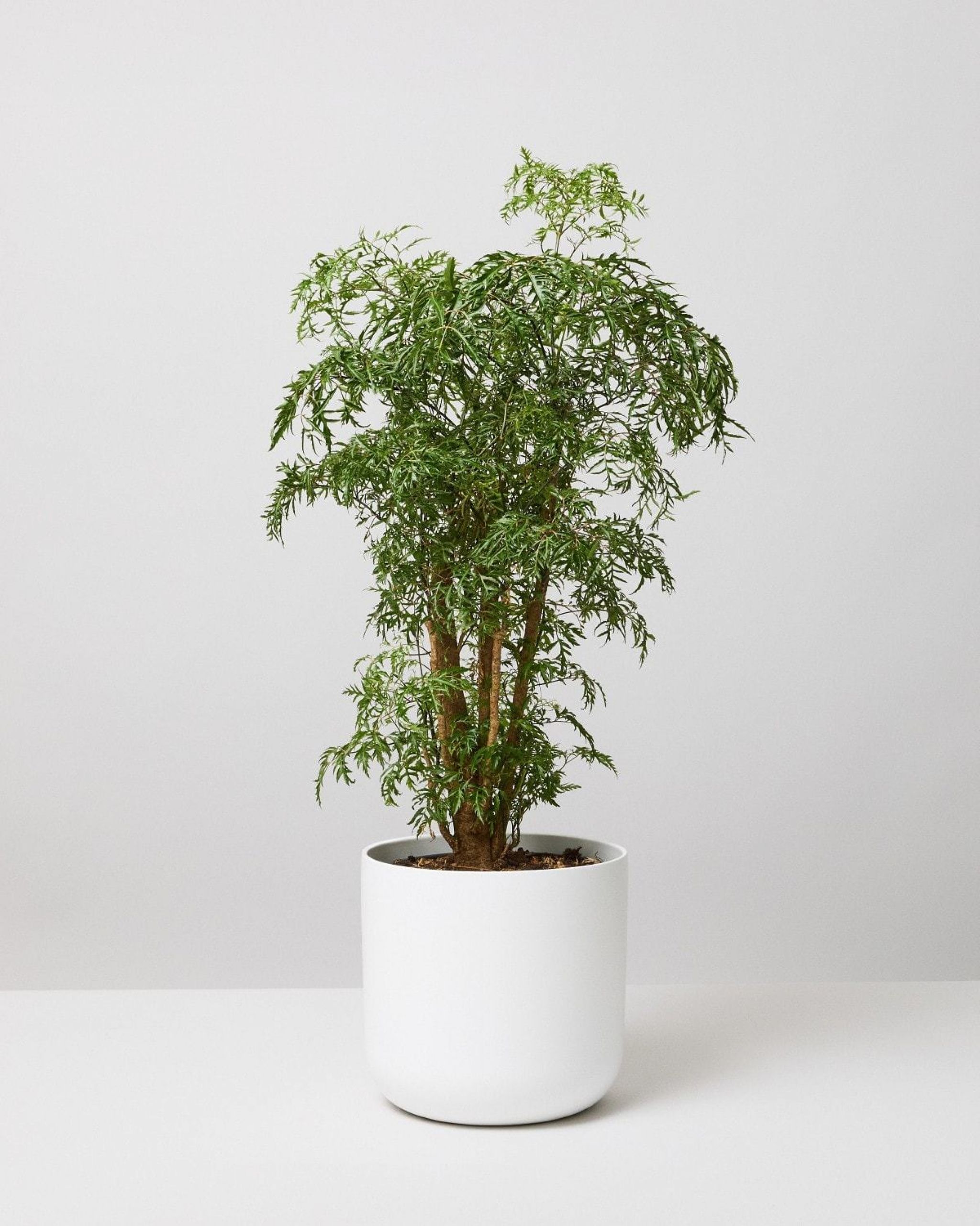 Aralia Ming | Polyscias Ming | Indoor Tree | Indoor Plants ...