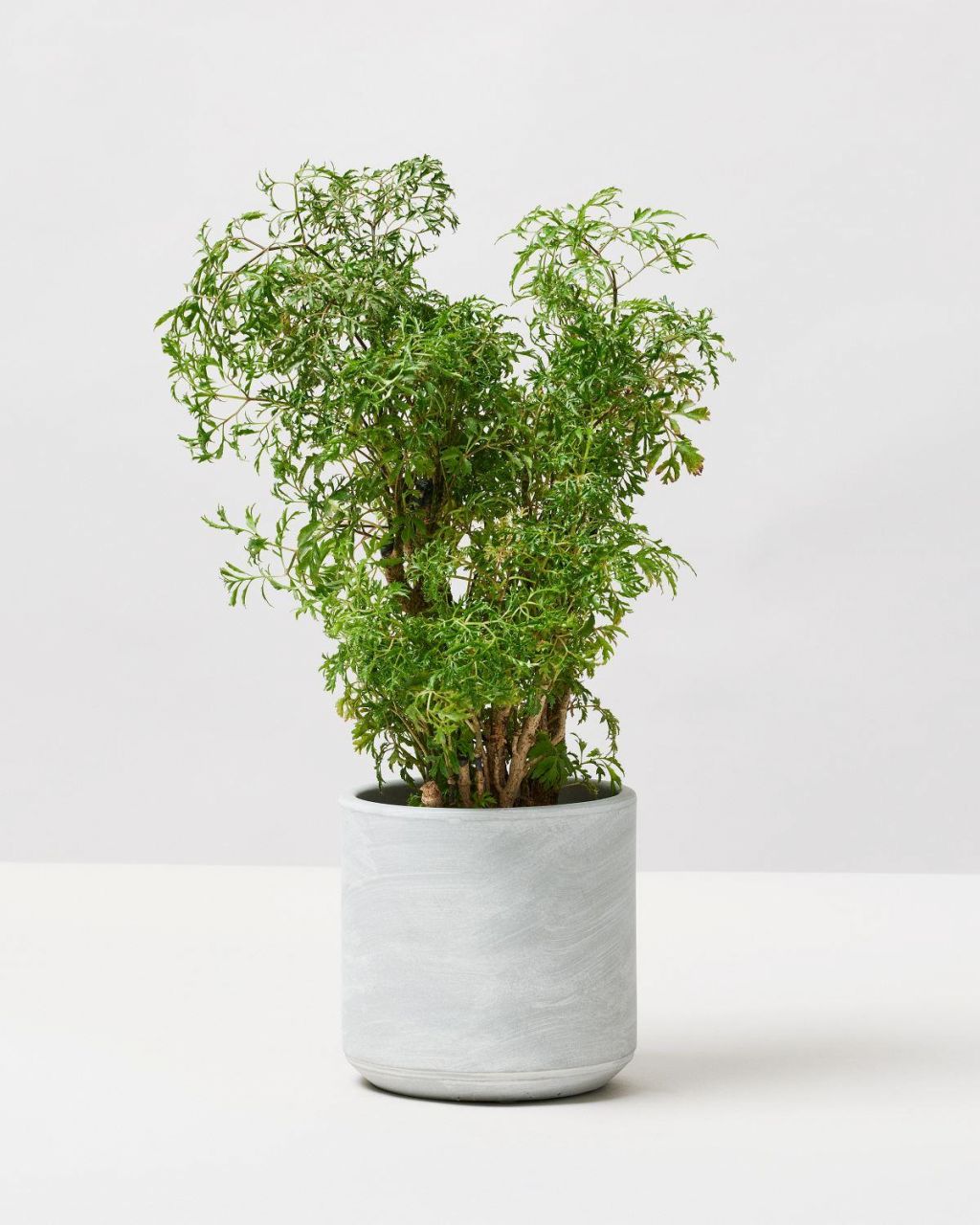 Aralia Ming | Polyscias Ming | Indoor Tree | Indoor Plants ...