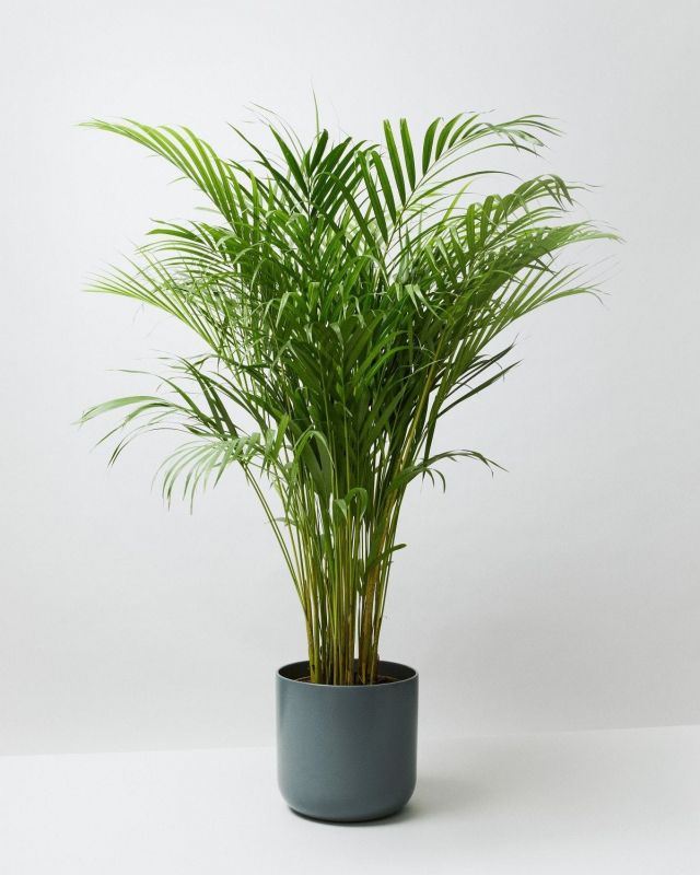 Kentia Palm | Howea Forsteriana | Houseplants | The Stem