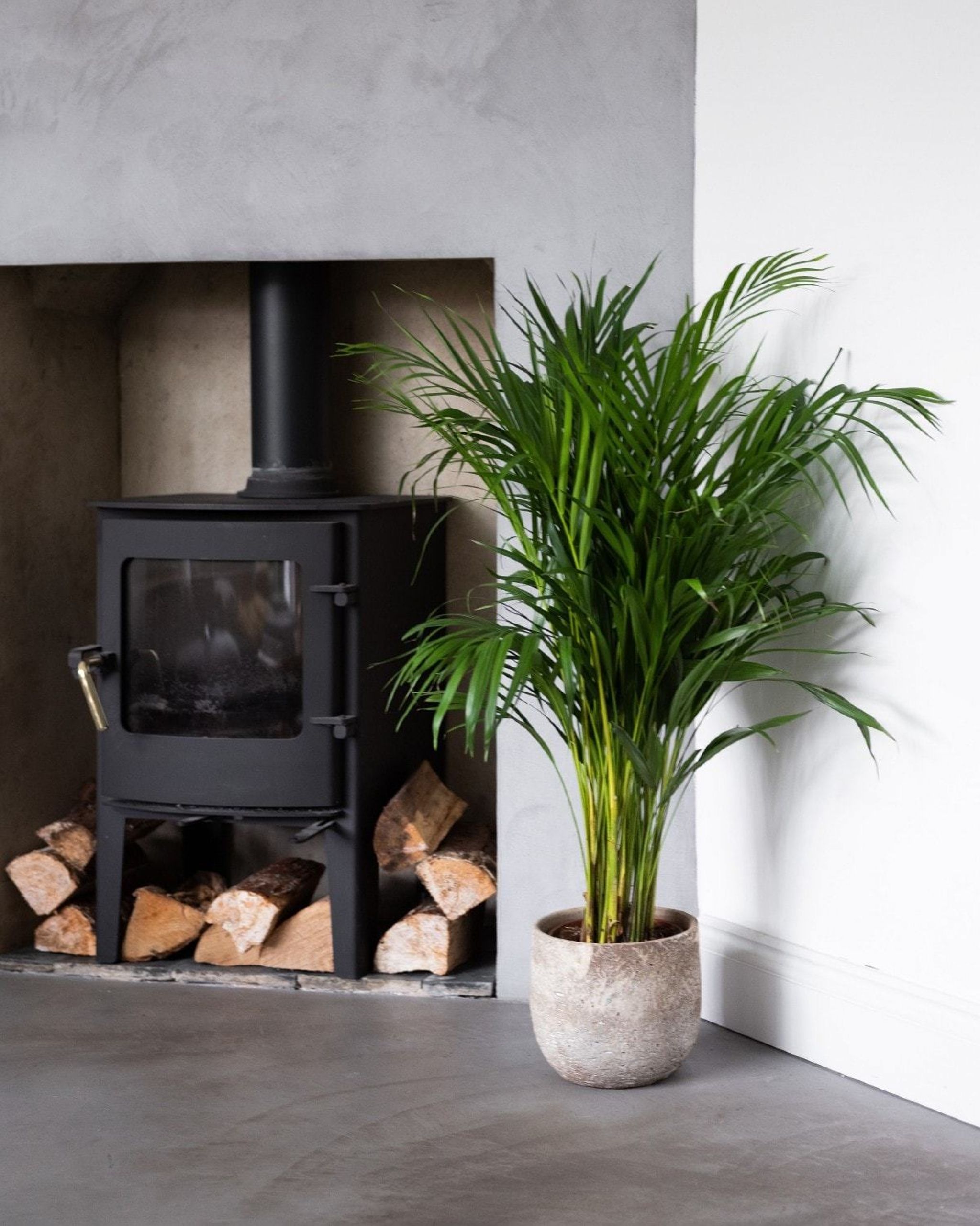 Areca Palm | Dypsis Lutescens | Houseplants | The Stem