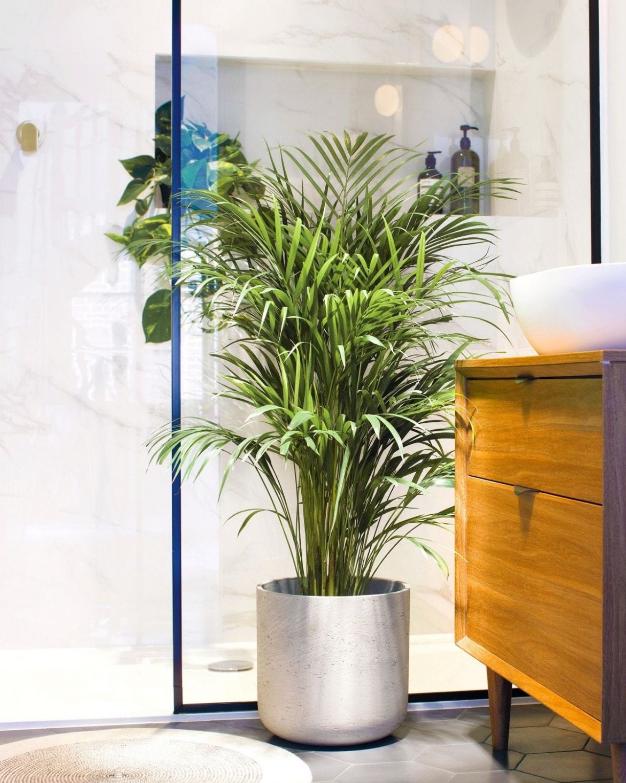 Areca Palm | Dypsis Lutescens | Houseplants | The Stem