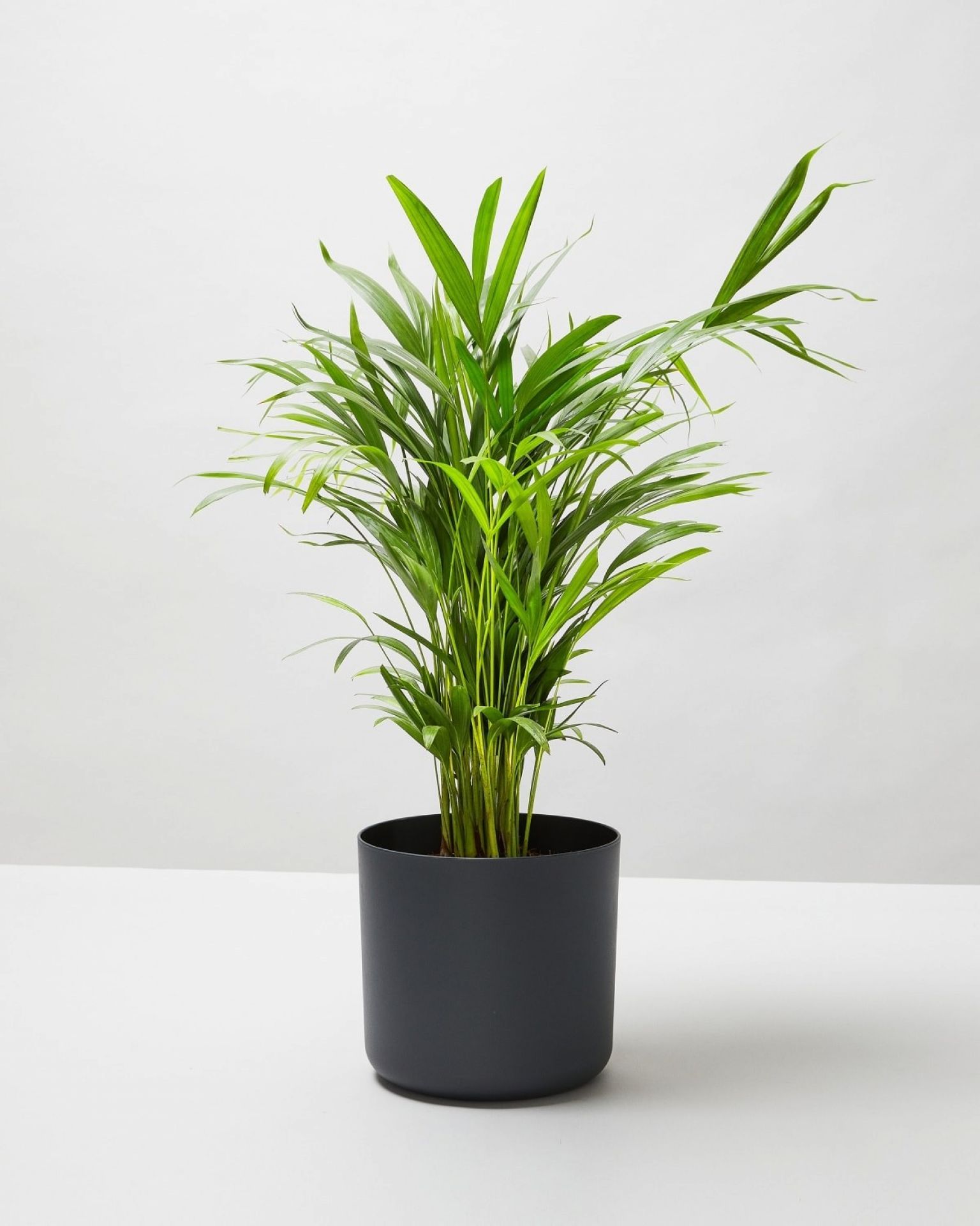 Areca Palm | Dypsis Lutescens | Houseplants | The Stem