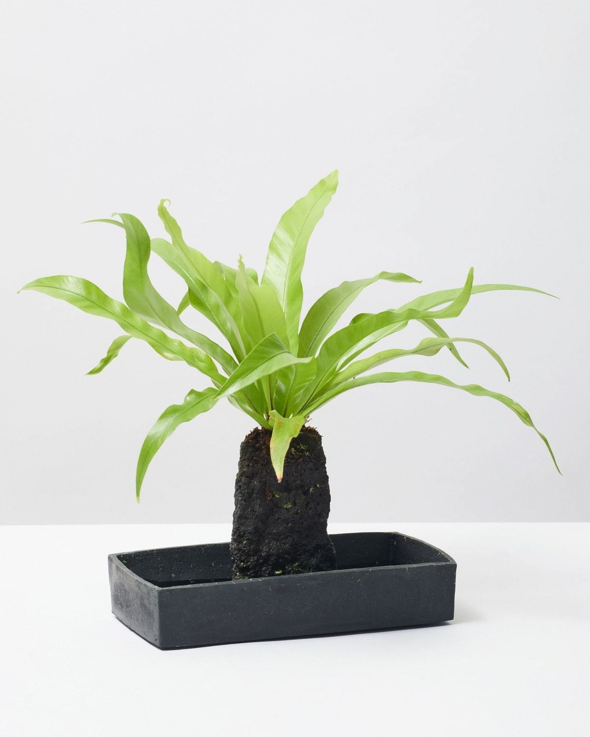 Lava Bird's Nest Fern | Lava Asplenium | The Stem