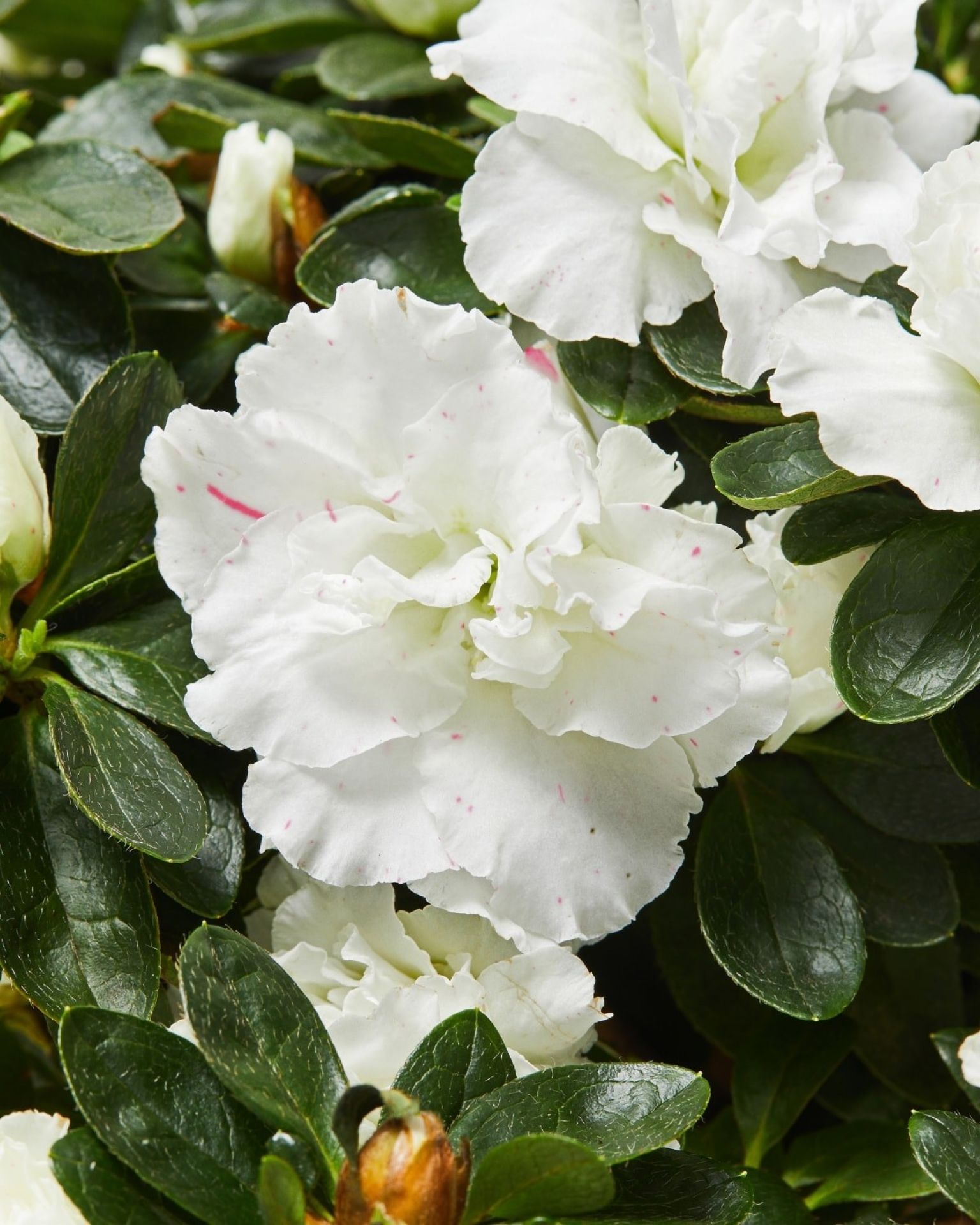 Azalea White