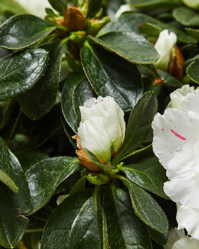 Azalea White