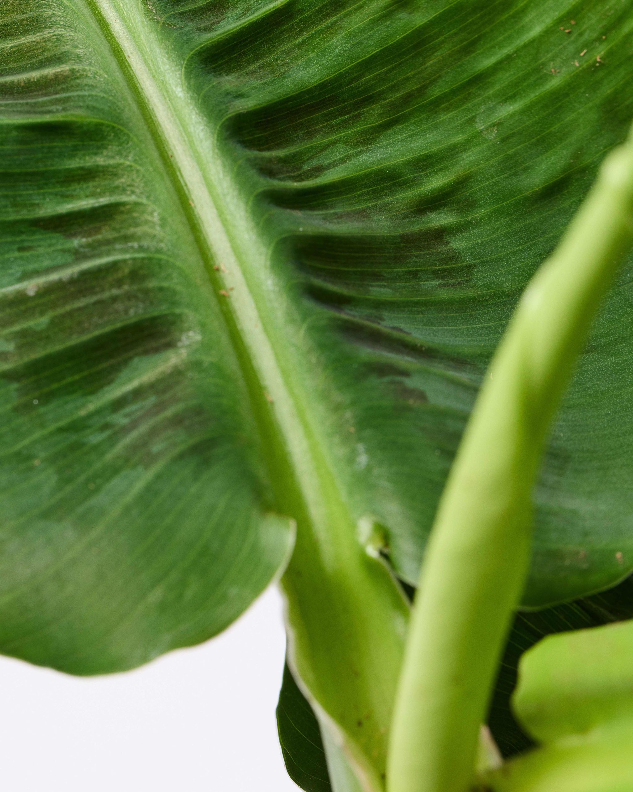 Banana Plant | Musa Tropicana | The Stem