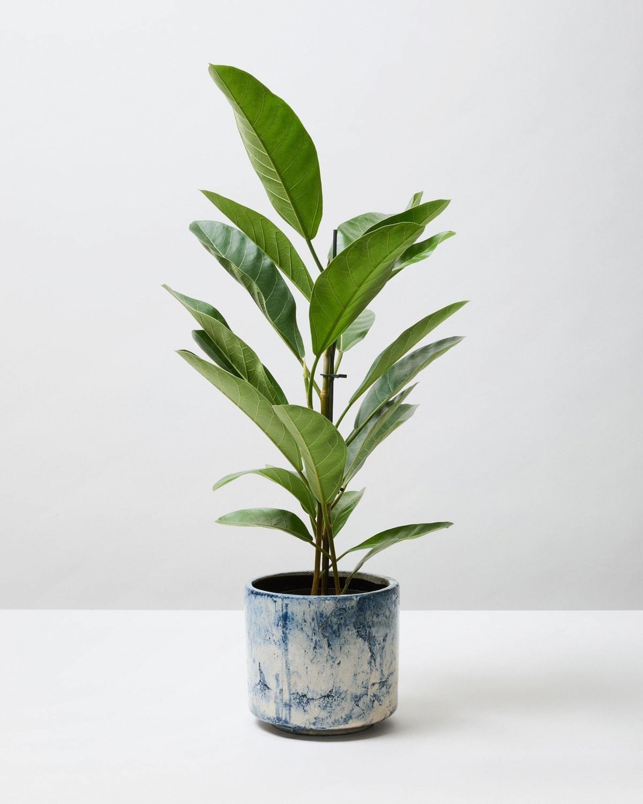 Banyan Fig | Ficus Benghalensis | Indoor Plants & Houseplants | The Stem