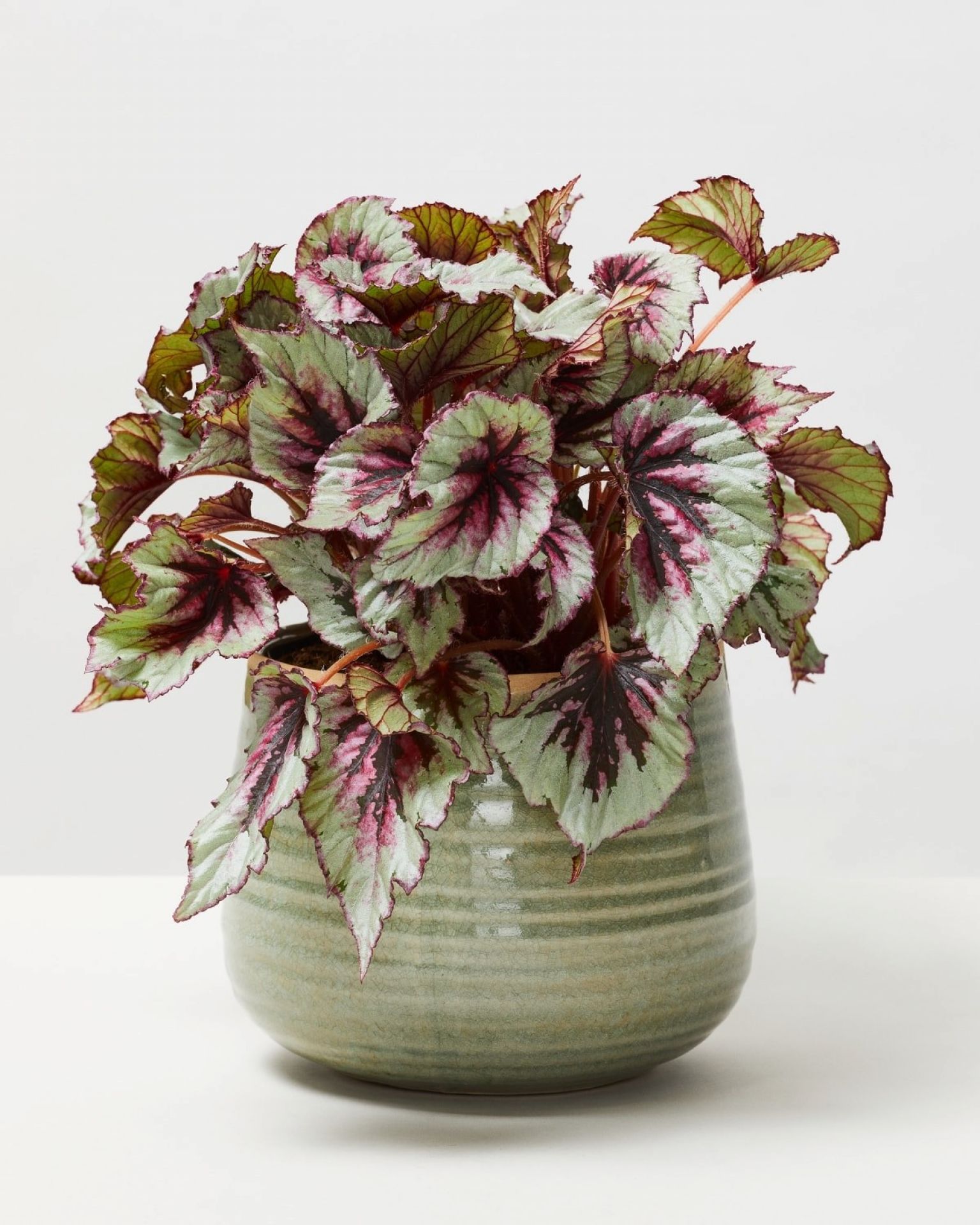 Begonia ‘Evening Glow’