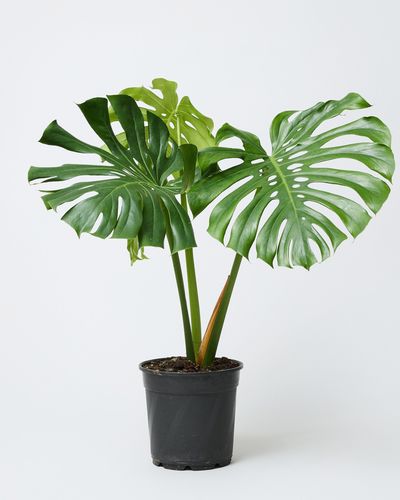 Big Leaf Monstera | Swiss Cheese Plant | Indoor Plants Delivered | The ...