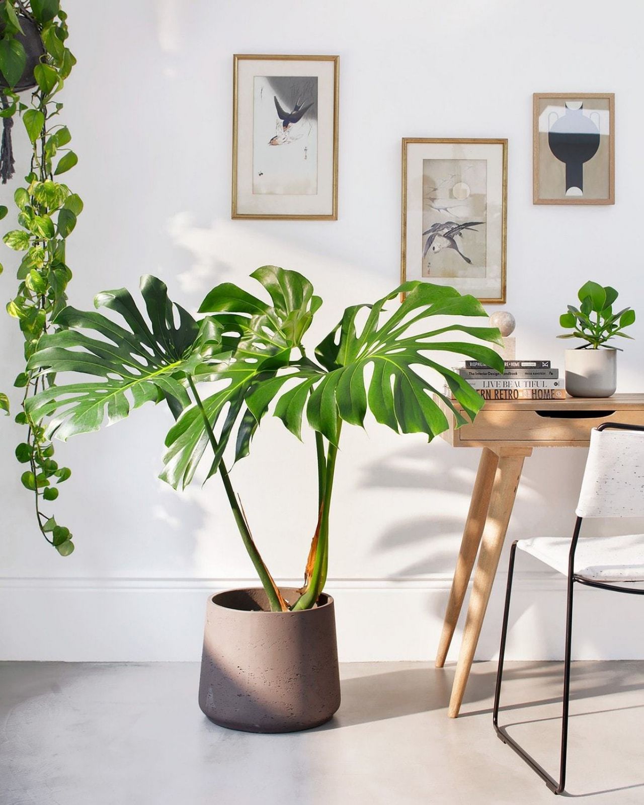 Swiss Cheese Plant Big Leaf | Monstera Deliciosa | Houseplants | The Stem