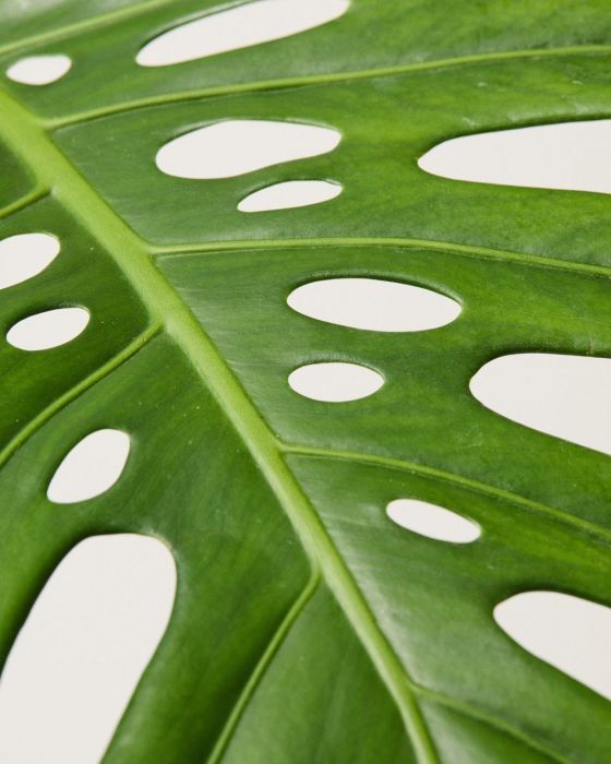 Swiss Cheese Plant Big Leaf | Monstera Deliciosa | Houseplants | The Stem
