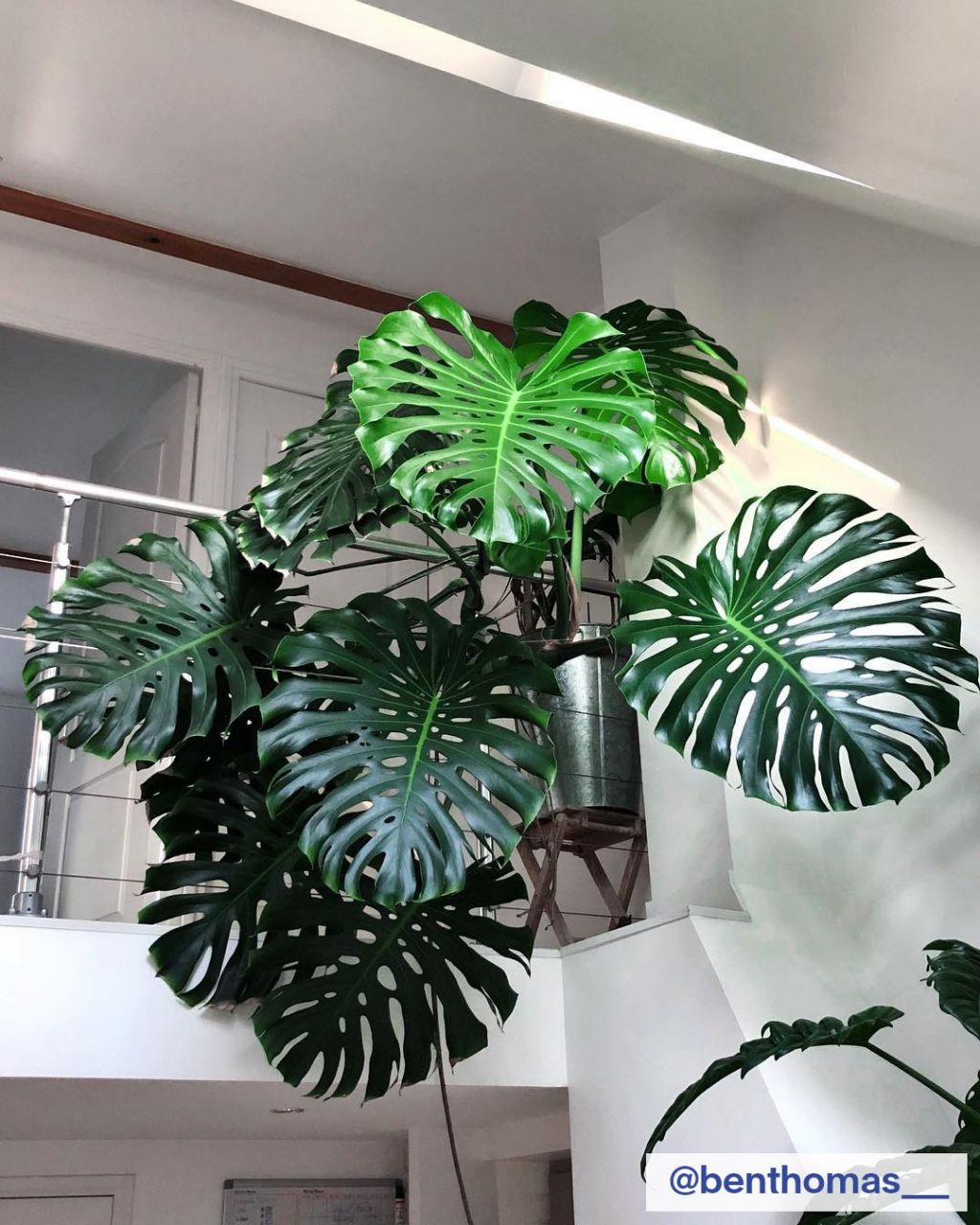Swiss Cheese Plant Big Leaf | Monstera Deliciosa | Houseplants | The Stem