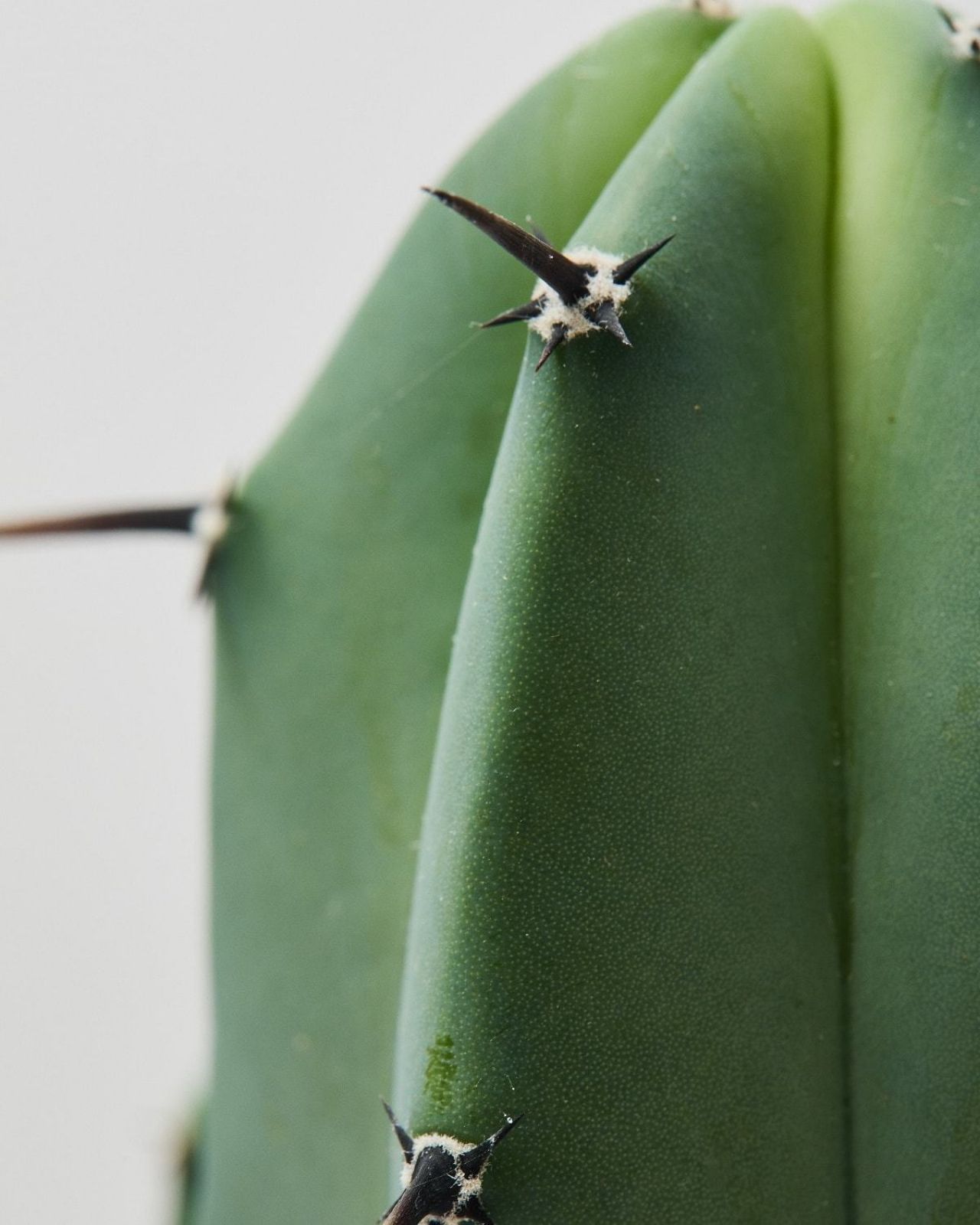 Blue Myrtle Cactus | Myrtillocactus geometrizans | Indoor Plants ...