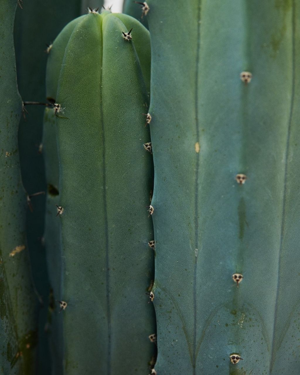 Blue Myrtle Cactus | Myrtillocactus geometrizans | Indoor Plants ...