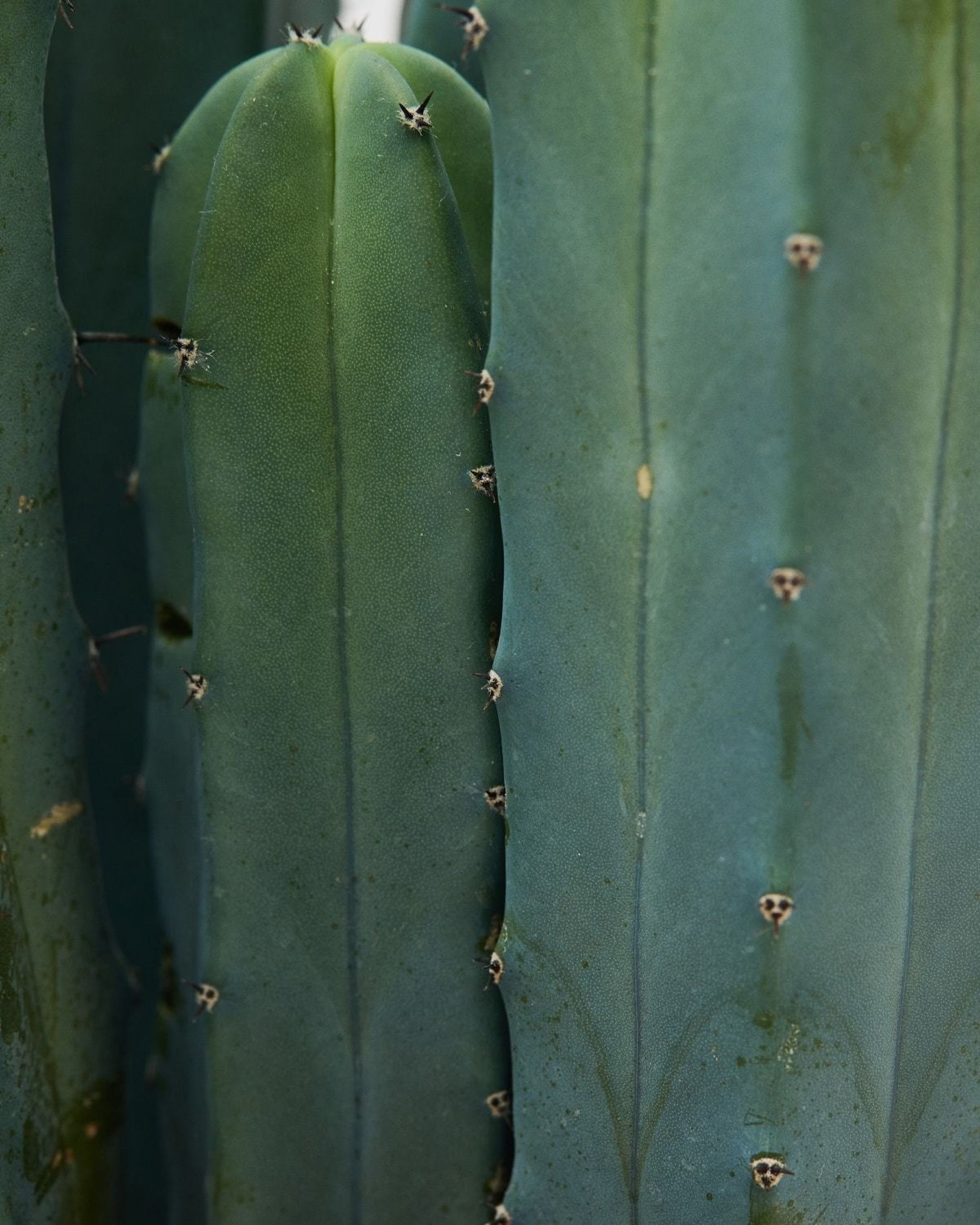 Blue Myrtle Cactus | Myrtillocactus geometrizans | Indoor Plants ...