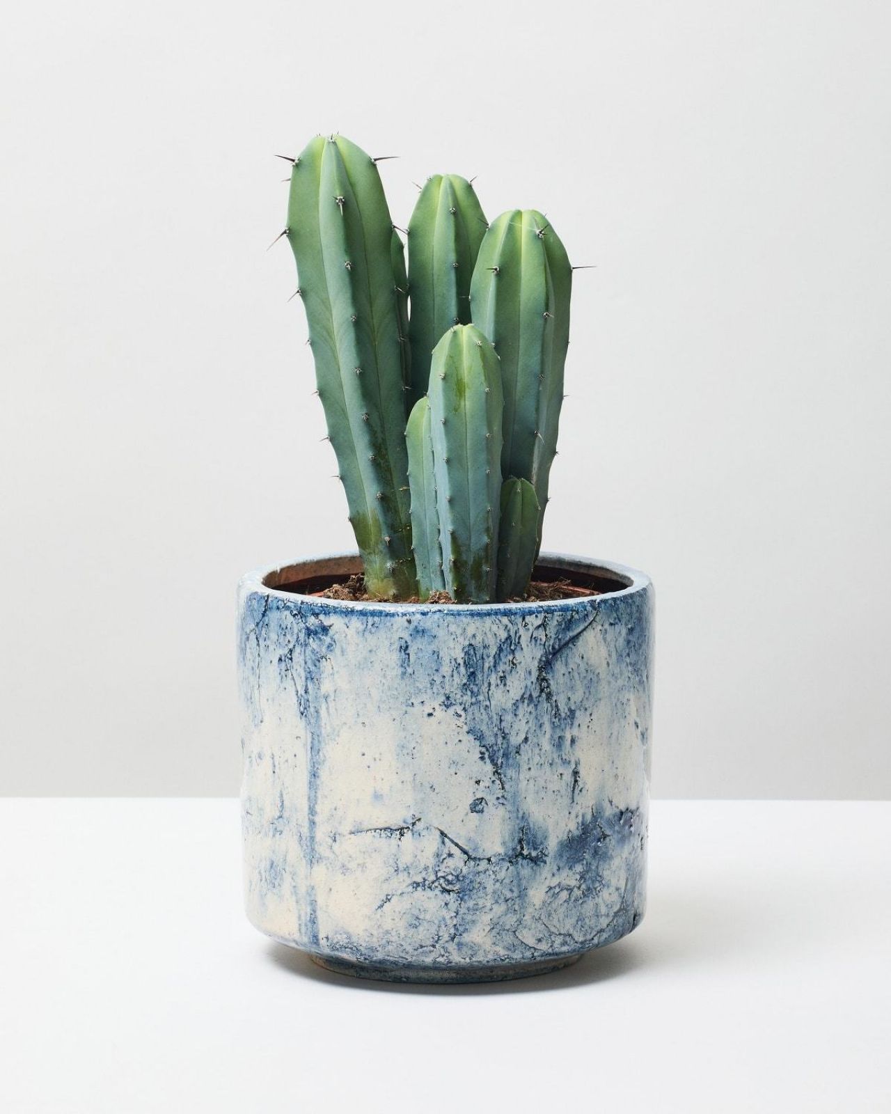 Blue Myrtle Cactus | Myrtillocactus geometrizans | Indoor Plants ...