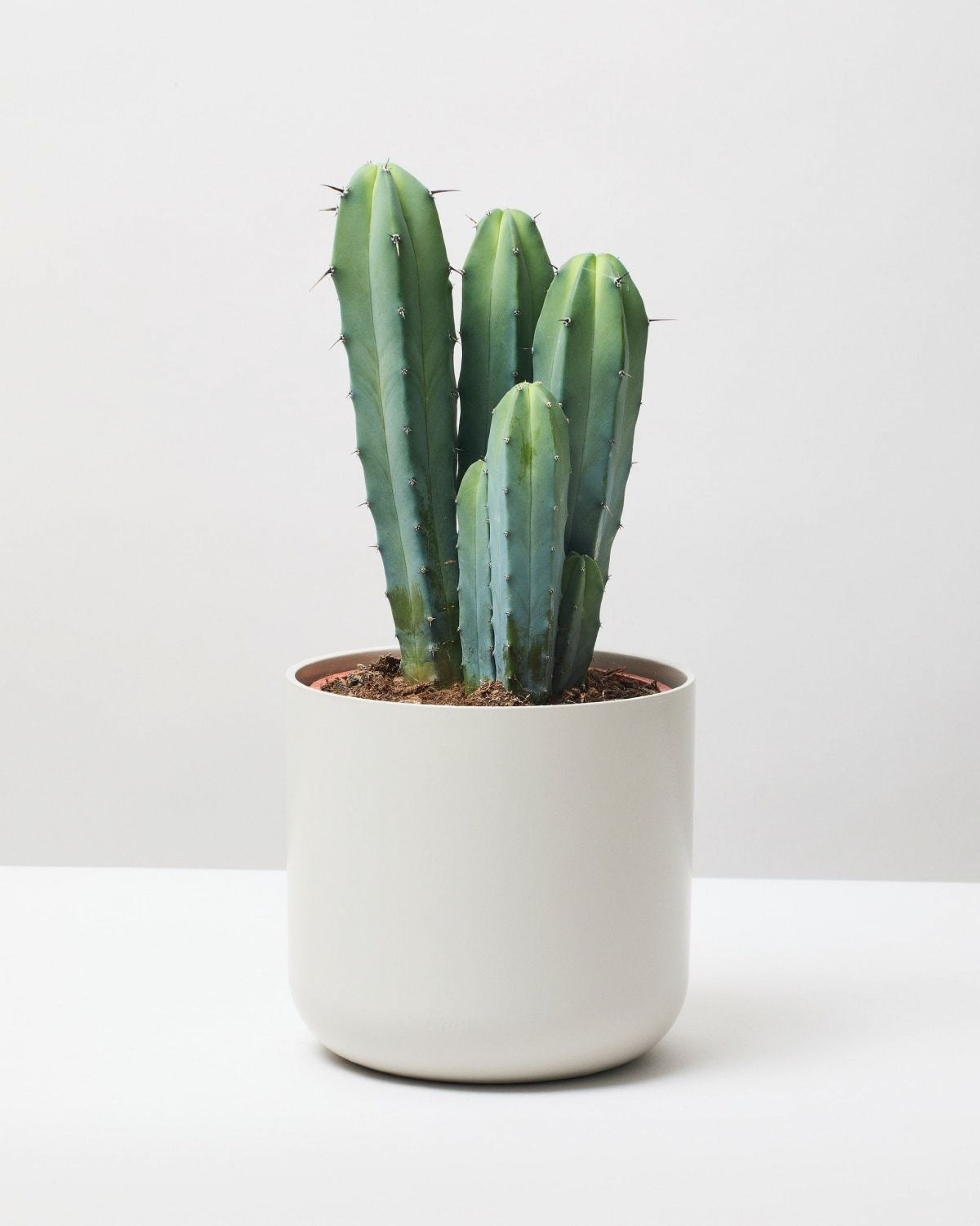 Blue Myrtle Cactus | Myrtillocactus geometrizans | Indoor Plants ...