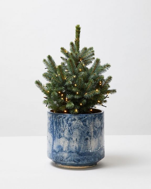 Looking After Your Pot-Grown Blue Spruce Christmas Tree | The Stem