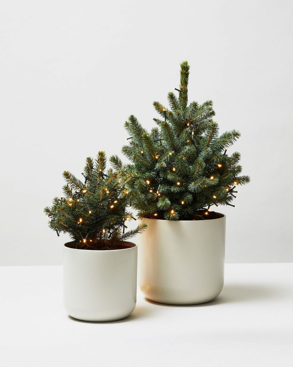 Blue Spruce Christmas Tree