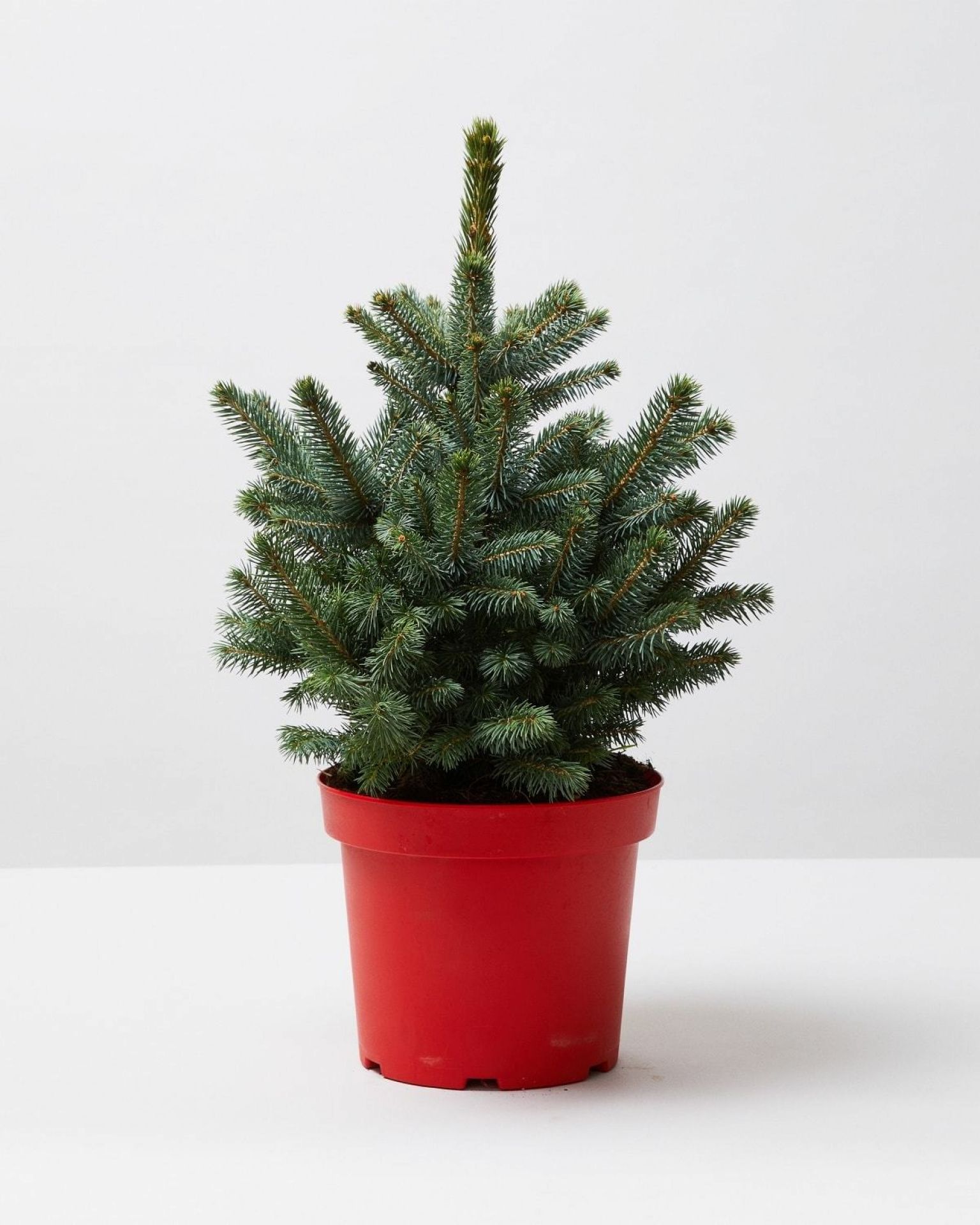 Blue Spruce