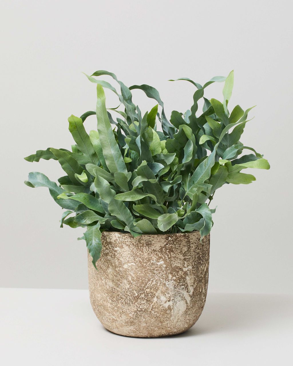 Blue Star Fern | Phlebodium Aureum | The Stem