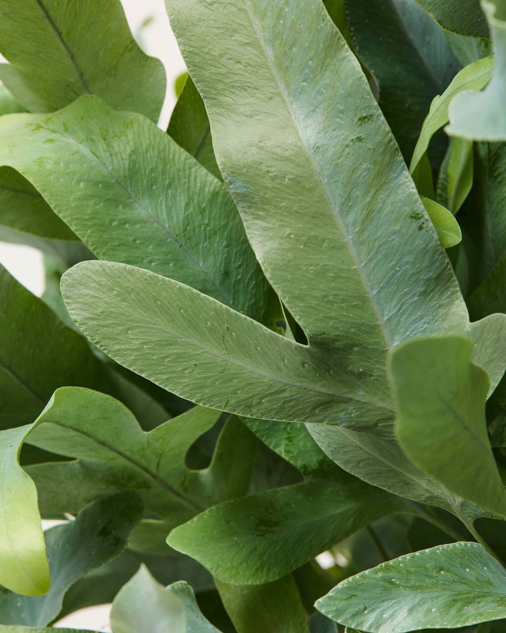 Blue Star Fern | Phlebodium Aureum | The Stem